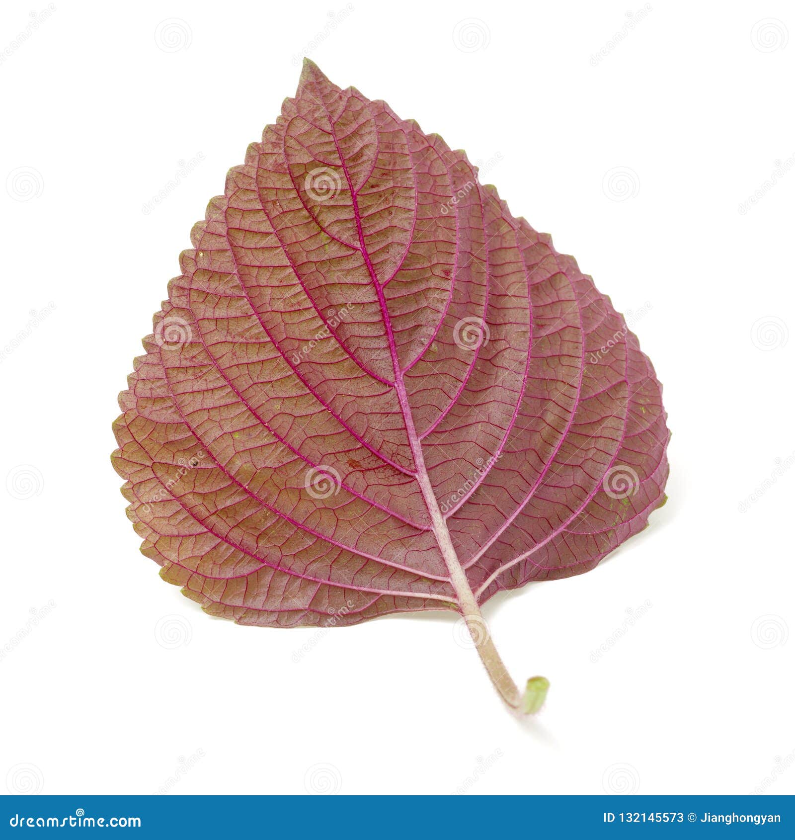 A korean Perilla Leaf stock image. Image of leaf, fresh - 132145573