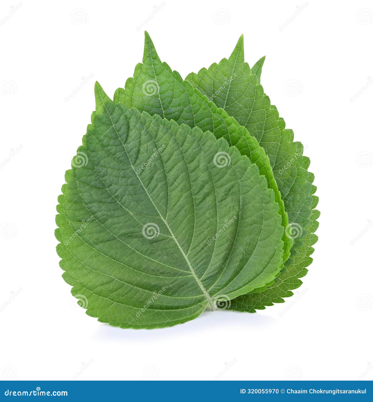 Korean Sesame Leaves in Bowl on White Background Stock Photo - Image of ...