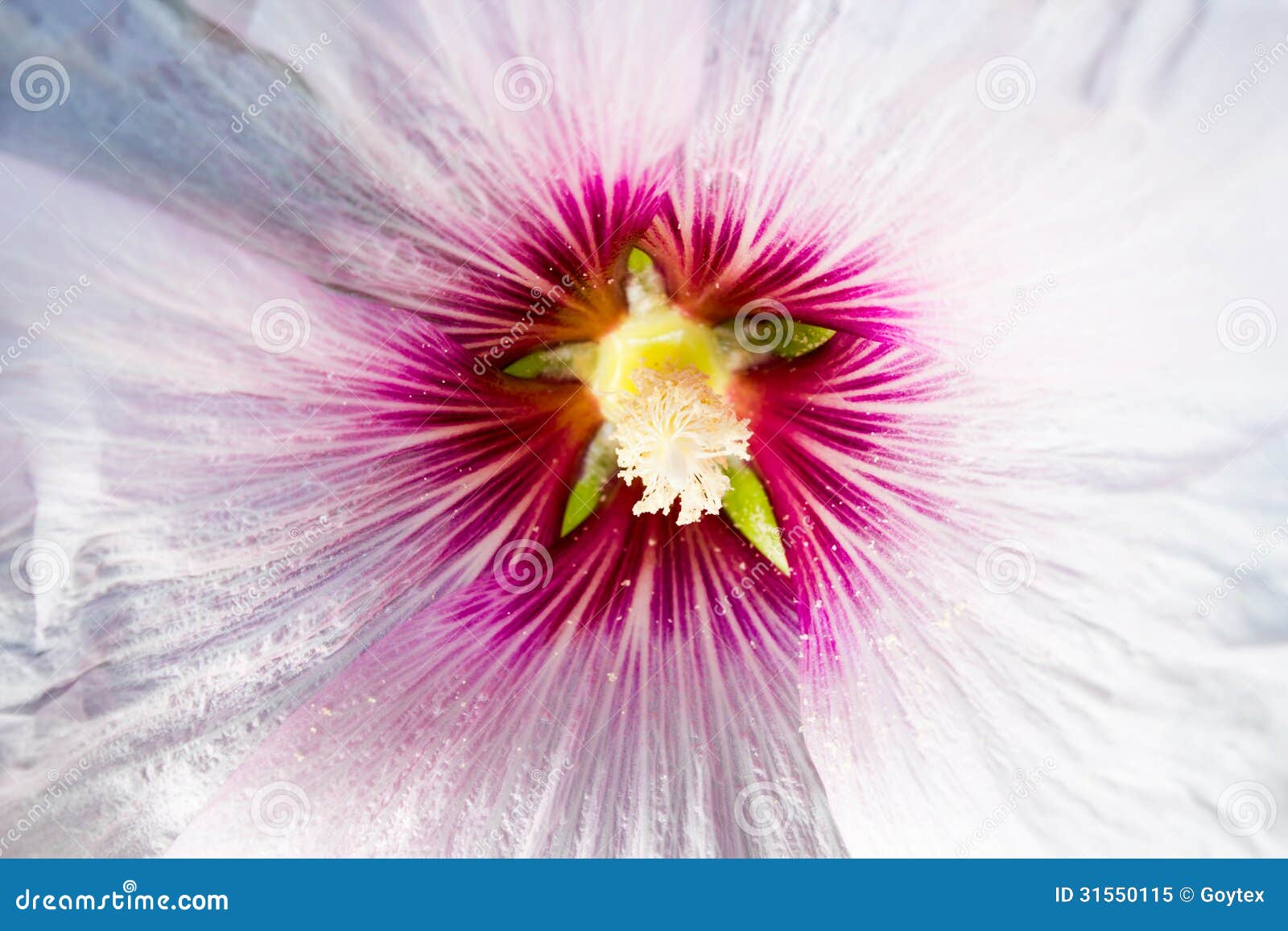 Korean traditional flower stock image. Image of romantic - 31550115