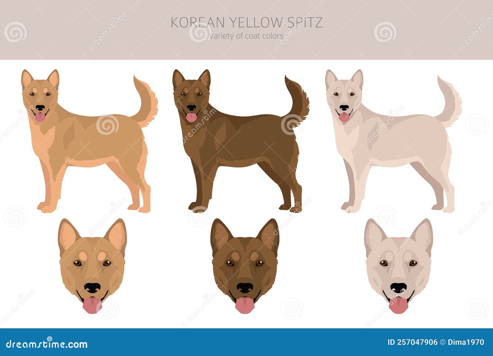 Korean Yellow Spitz Clipart. Different Coat Colors Set Stock Vector ...