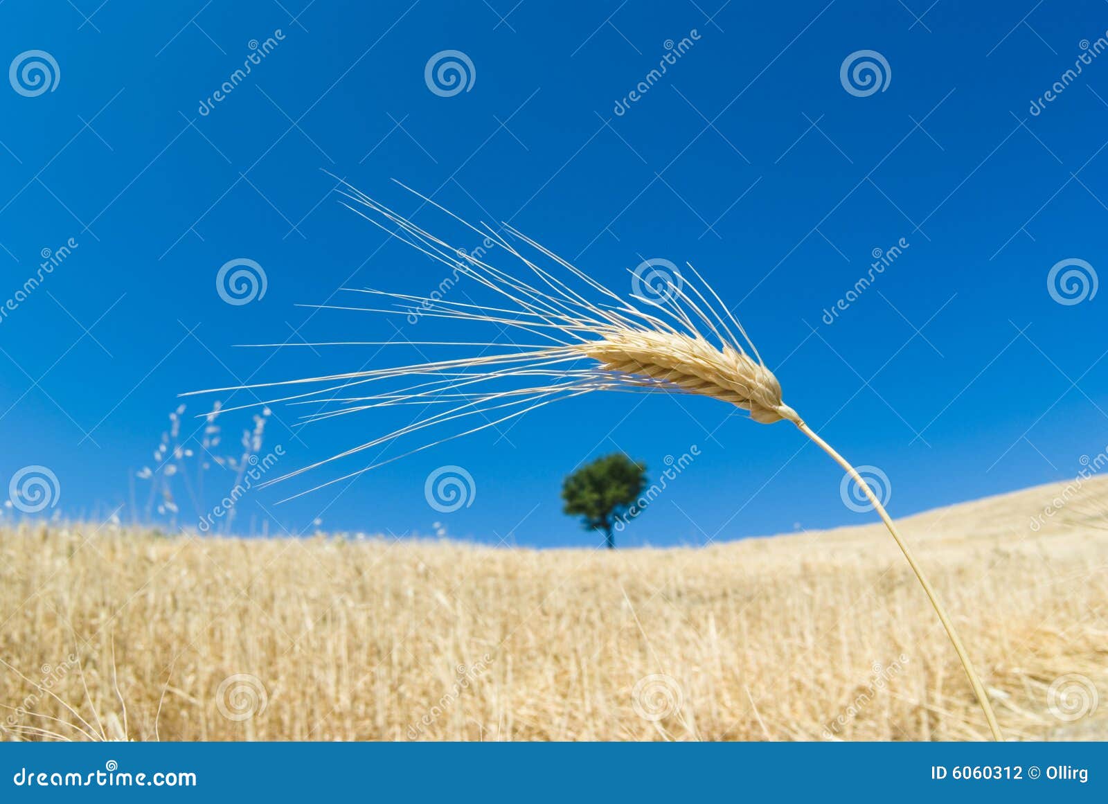 Korenaar en solitaire boom stock foto. Image of landelijk - 6060312