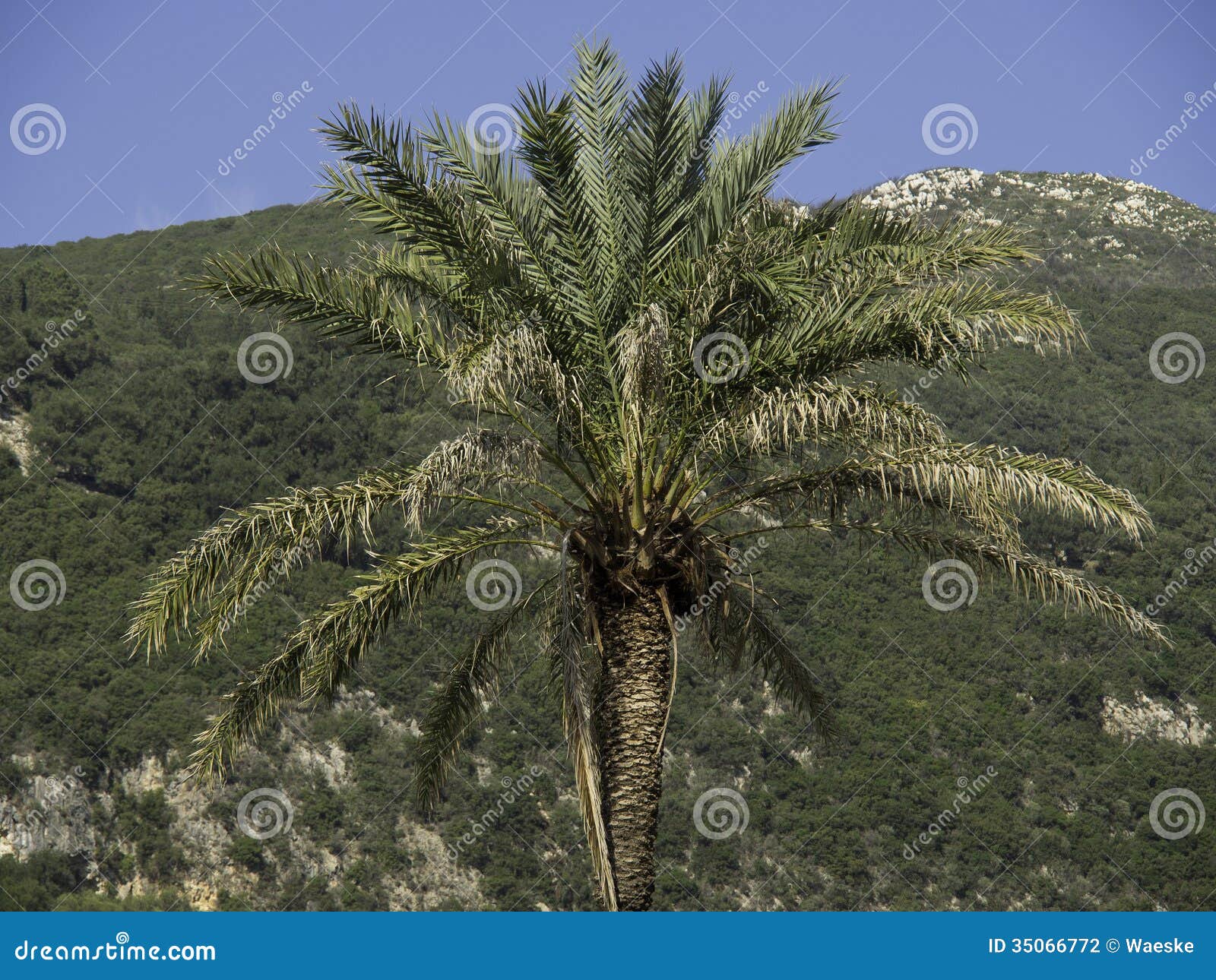 Korfu stock photo. Image of vacancy, blue, tree, ship - 35066772