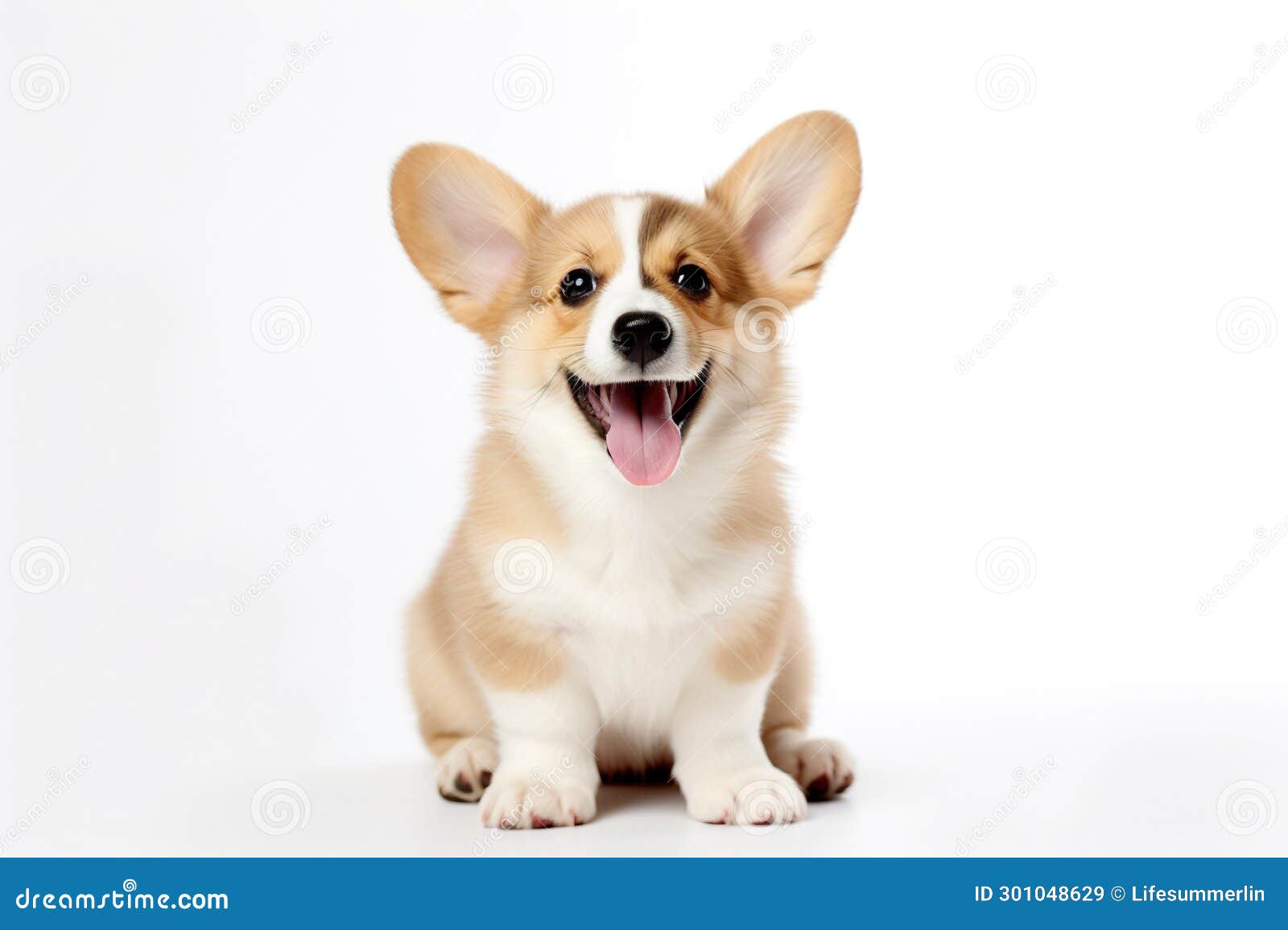 Korgi Puppy on Clean White Background Stock Illustration - Illustration ...