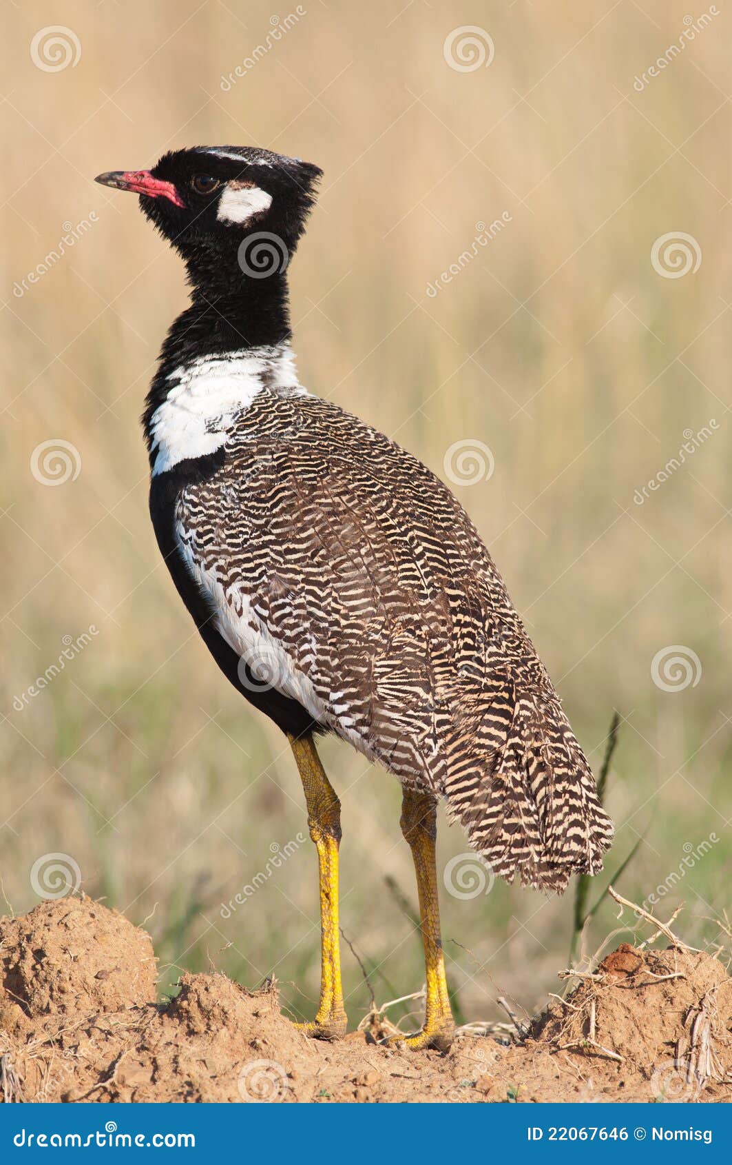 Korhaan Bird Standing on a Sand Heap Stock Photo - Image of beak ...