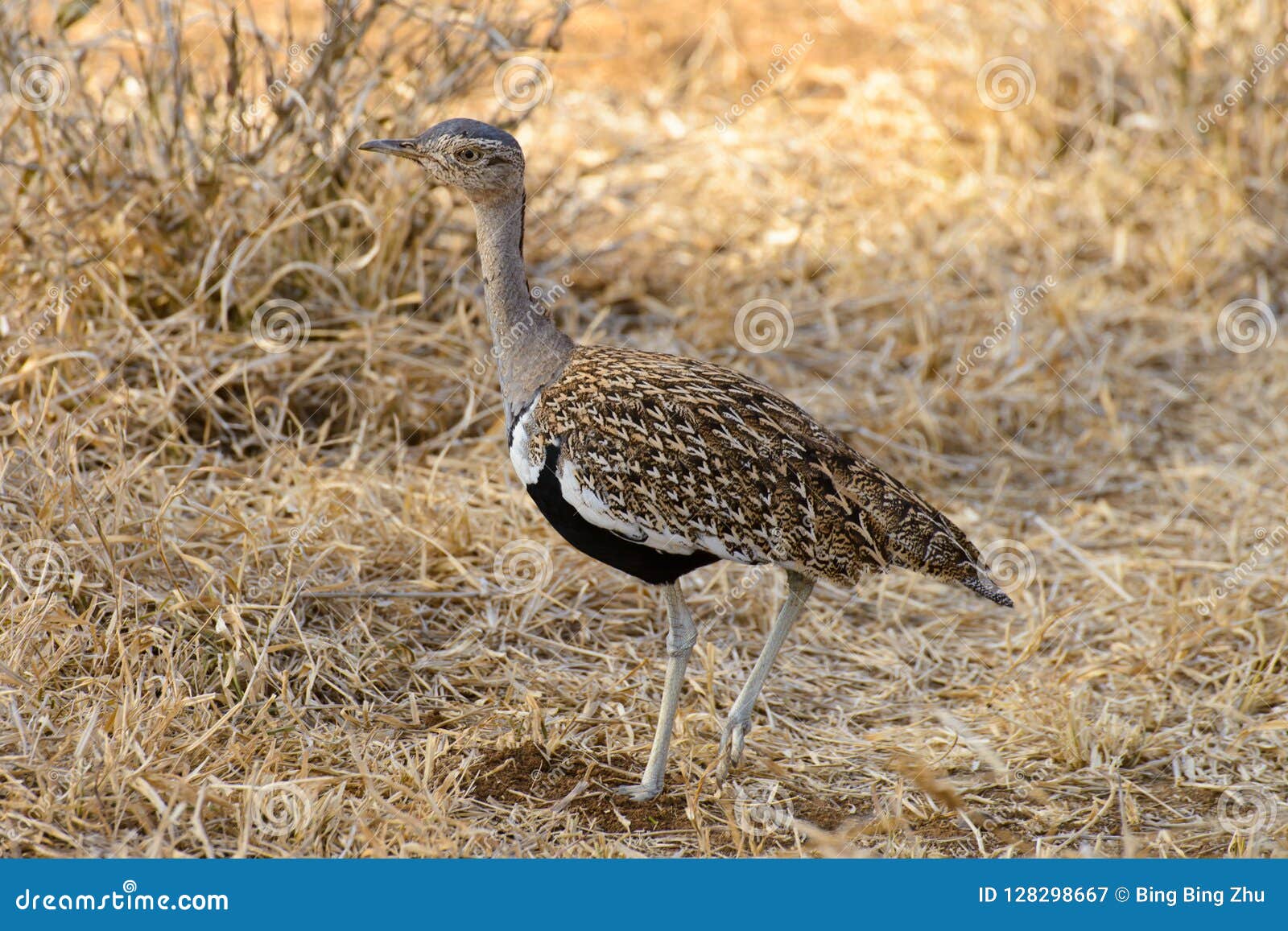 Korhaan met rode kuif stock afbeelding. Image of behoud - 128298667