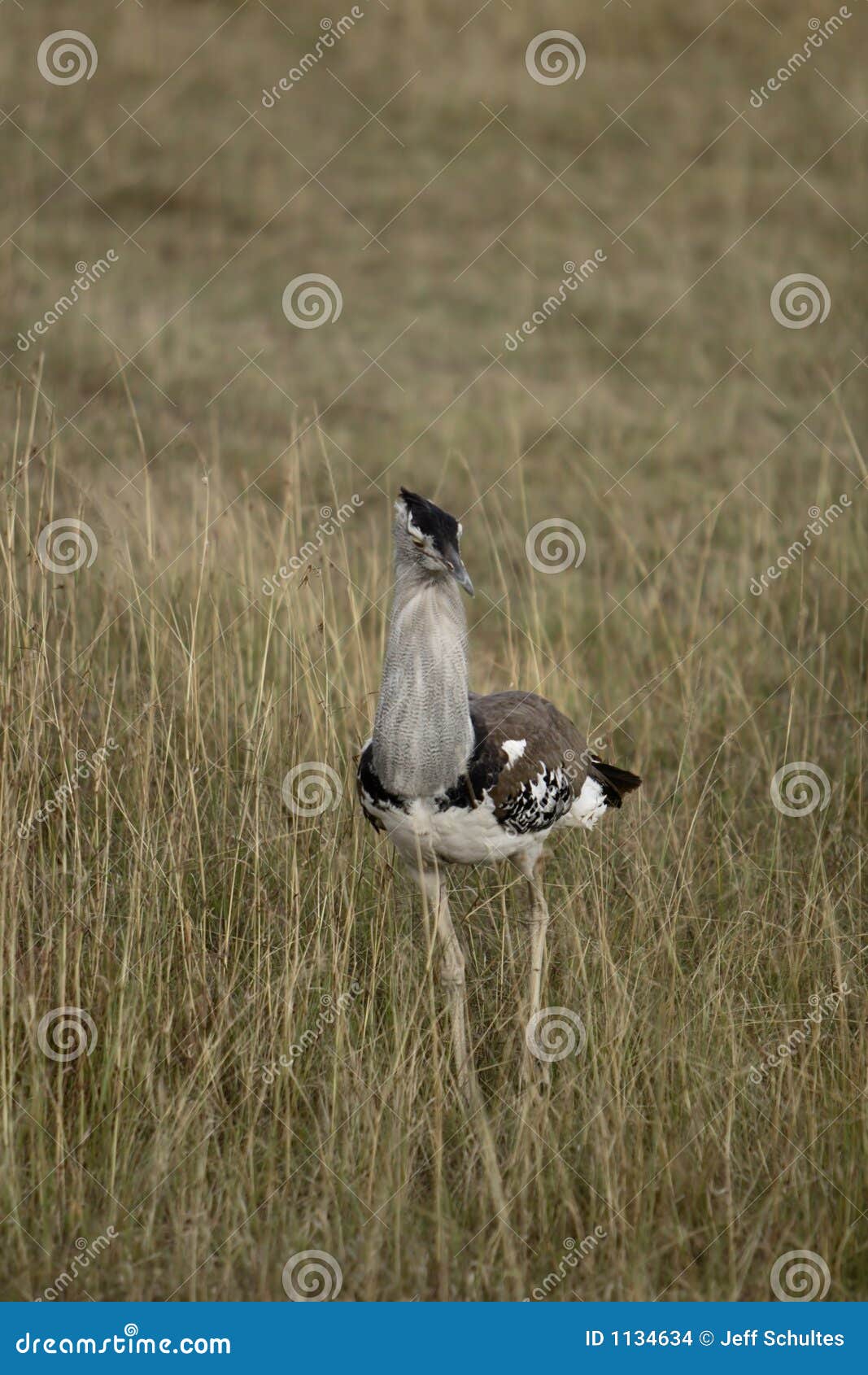 Kori Bustard stock photo. Image of wilderness, game, animal - 1134634