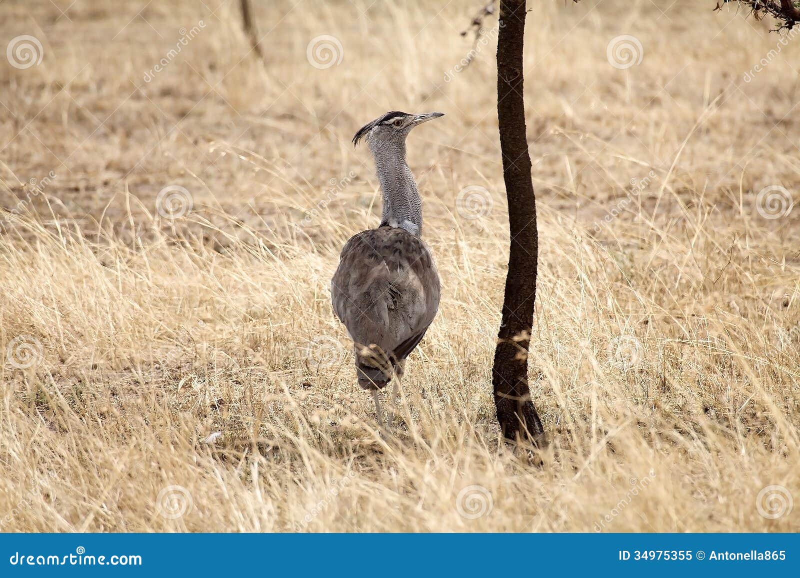 Kori Bustard (Ardeotis Kori) Stock Image - Image of safari, wild: 34975355