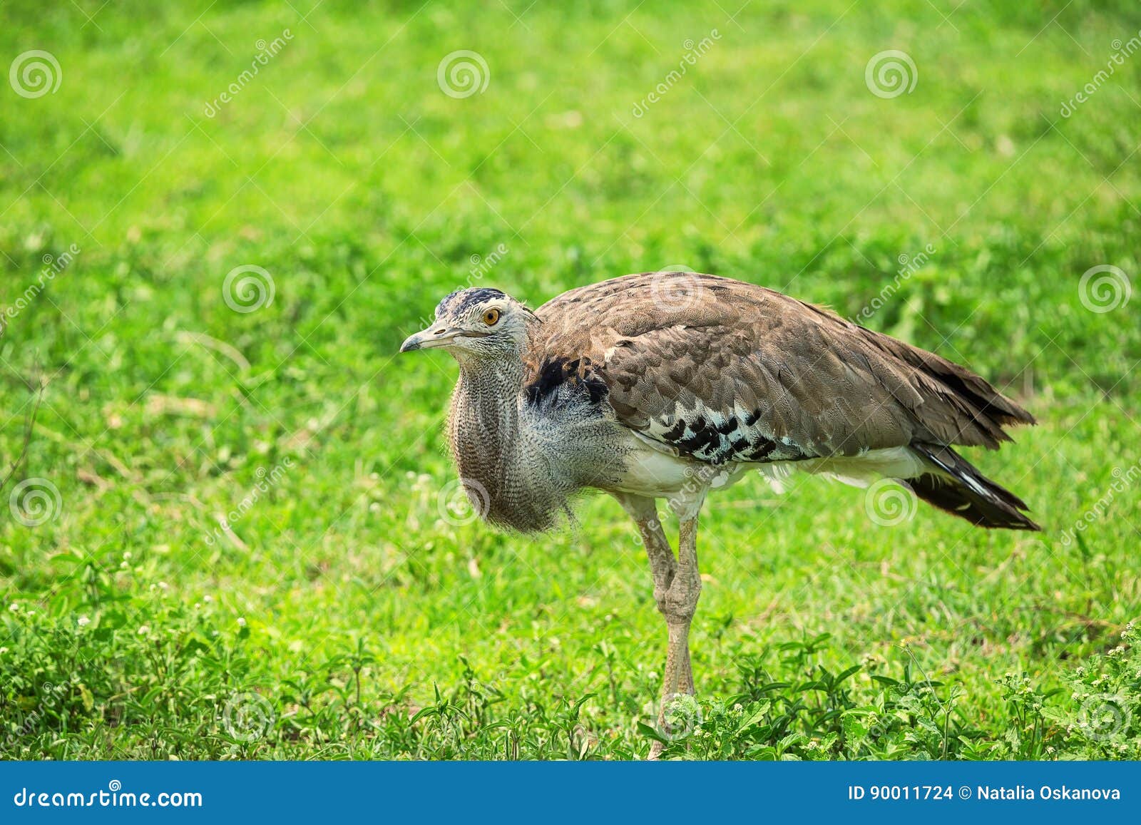Kori Bustard or Ardeotis Kori Stock Photo - Image of ngorongoro ...