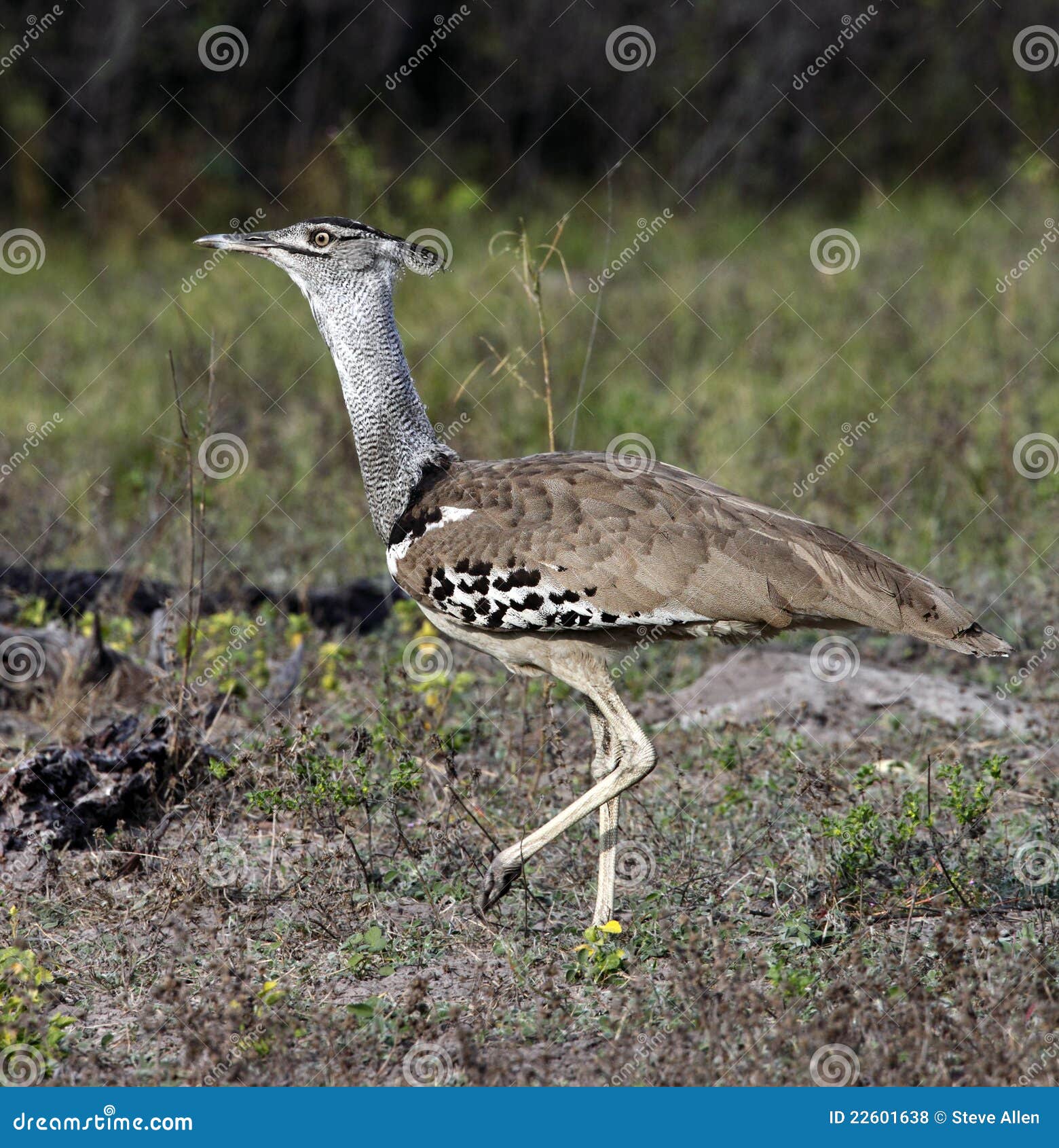 Kori Bustard (Ardeotis Kori) - Namibia Stock Photo - Image of bird ...