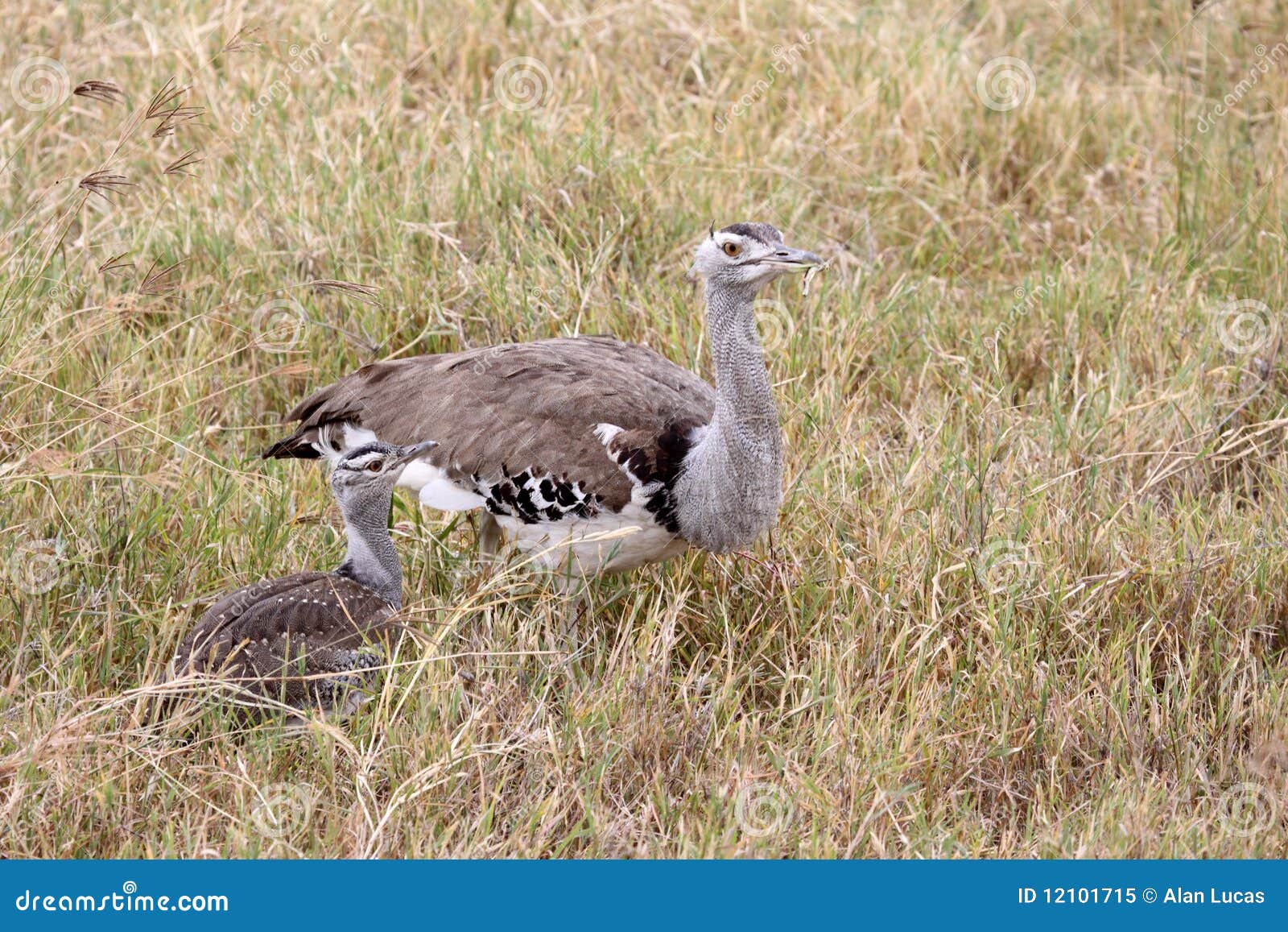 Kori Bustard and Chick stock image. Image of viewing - 12101715