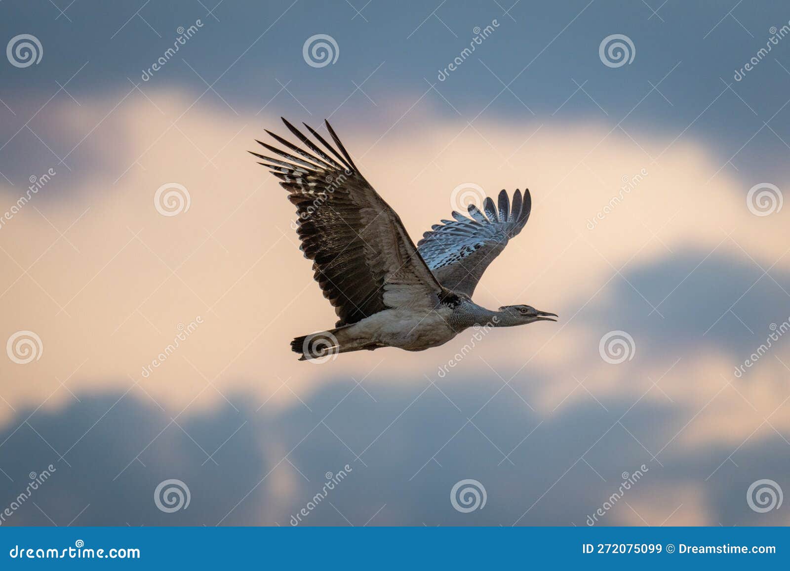 Kori Bustard Flies Past with Wings Spread Stock Image - Image of ...