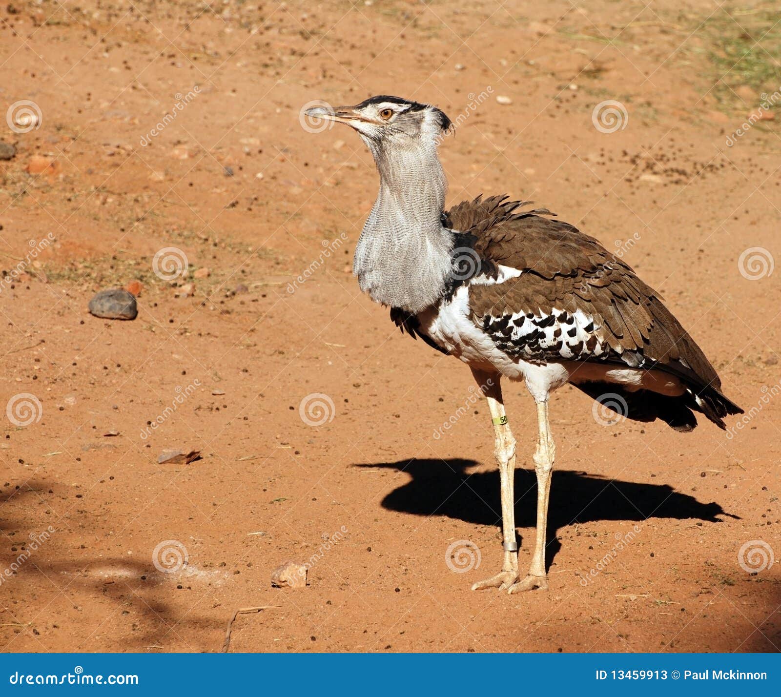 Kori Bustard, Heaviest Bird Capable of Flight Stock Image - Image of ...