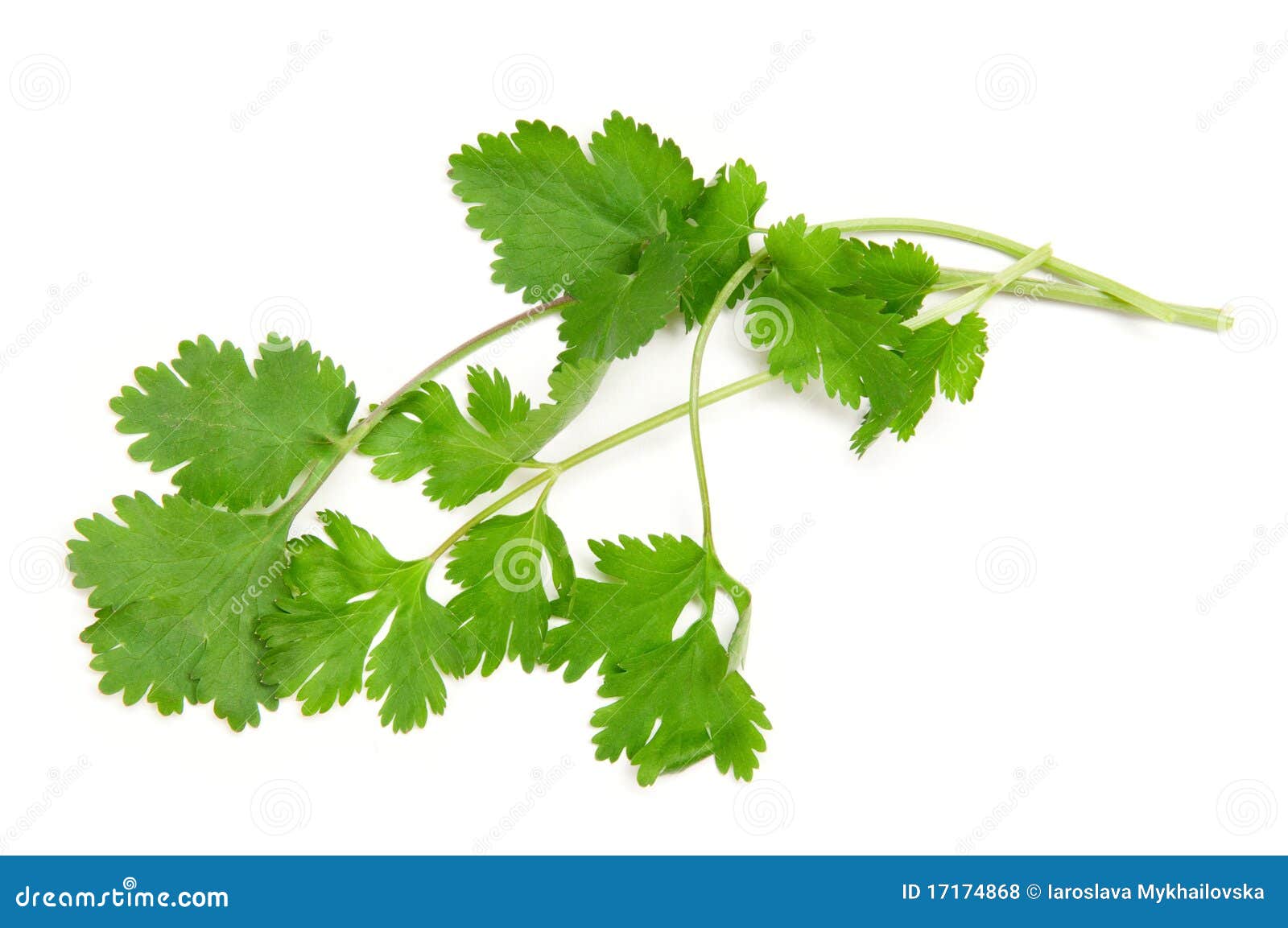 Koriander stock foto. Image of koriander, ader, plantaardig - 17174868