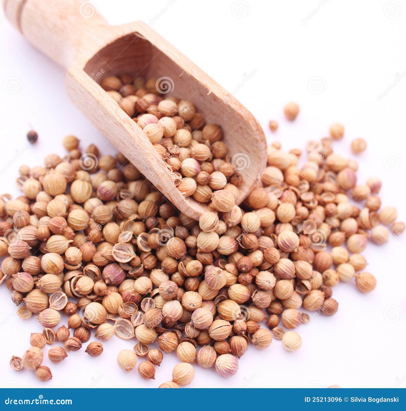 Koriander stock foto. Image of voedsel, gastronomisch - 25213096