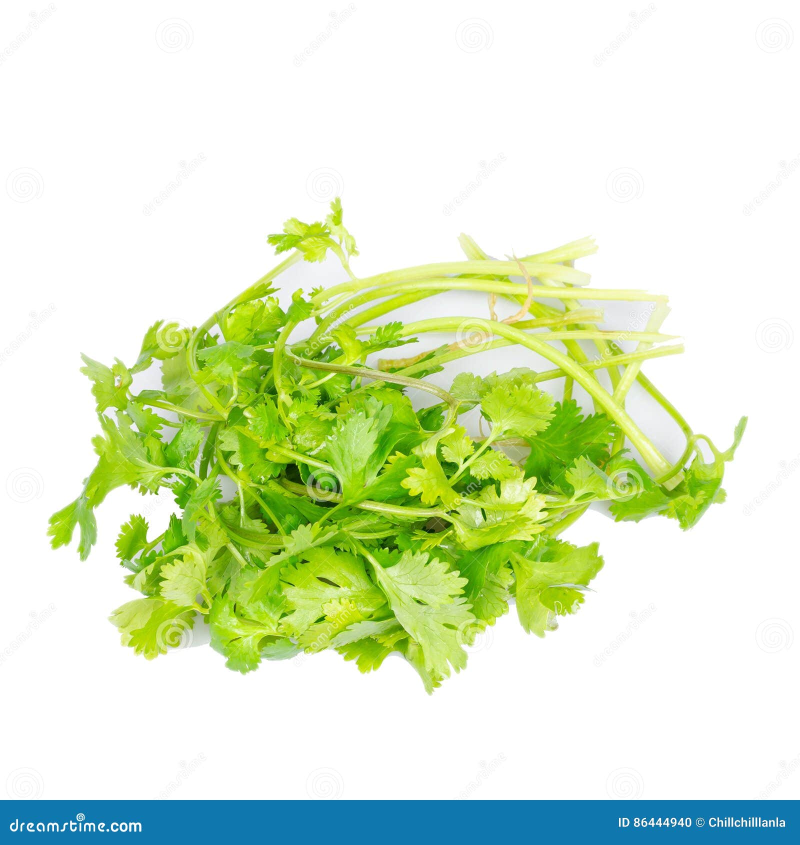 Koriander stock foto. Image of peterselie, vers, koriander - 86444940