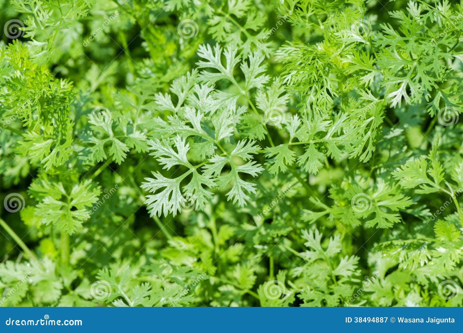 Koriander (Coriandrum Sativuml.) Stockbild - Bild von blatt, betrieb ...
