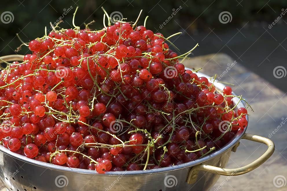Korinthen stockbild. Bild von küche, frucht, korinthen - 923827