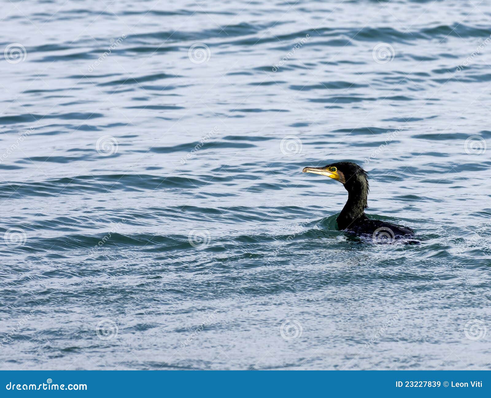 Kormoran stockbild. Bild von teich, kormoran, fische - 23227839