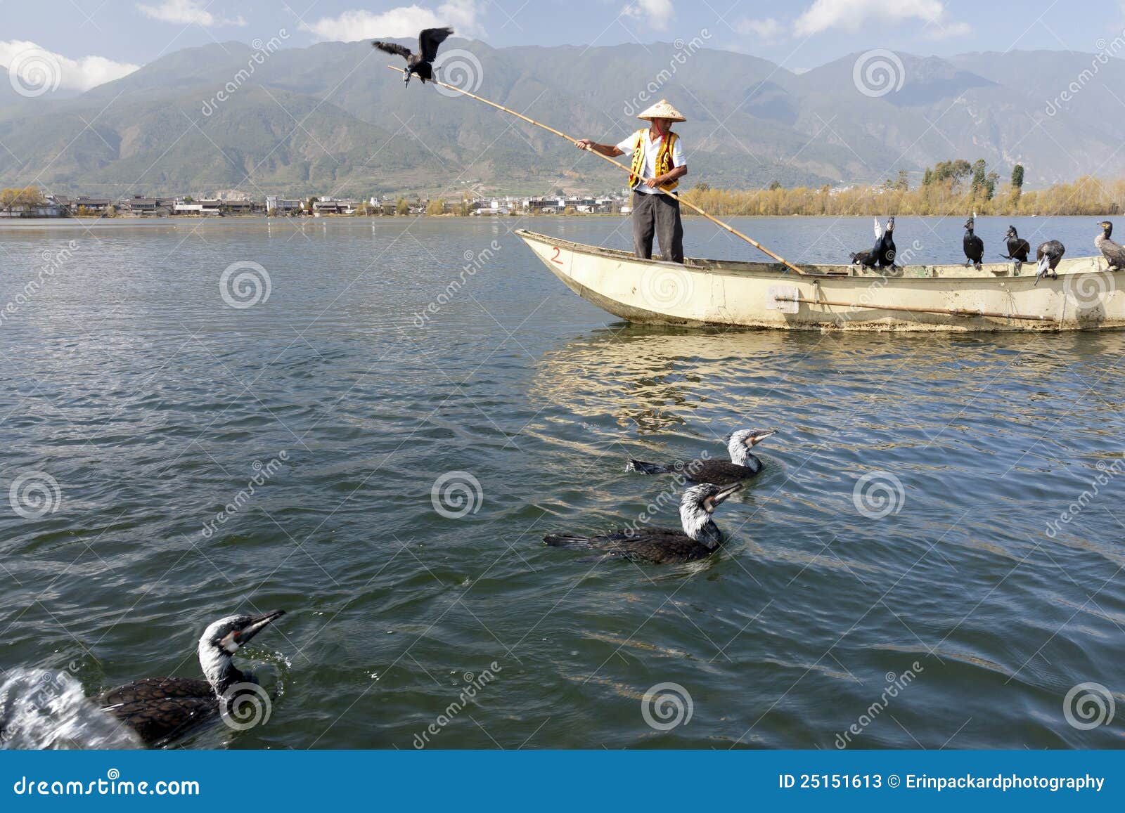 Kormoran-Fischen in China redaktionelles stockfoto. Bild von fischen ...
