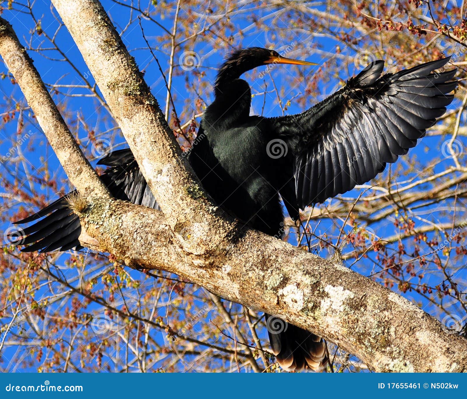 Kormorant Sunning stock image. Image of tree, wings, bird - 17655461