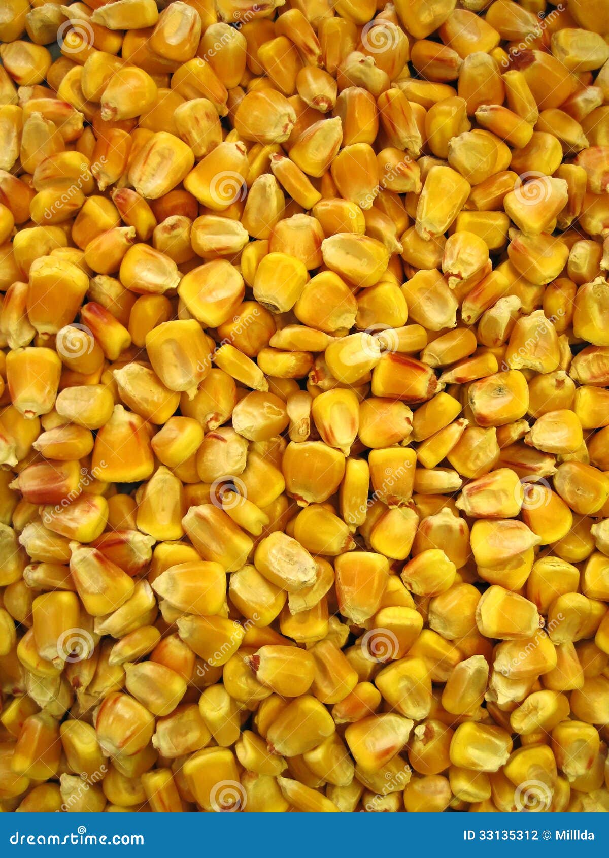 Kormus stockfoto. Bild von gelb, reif, gold, landwirtschaft - 33135312