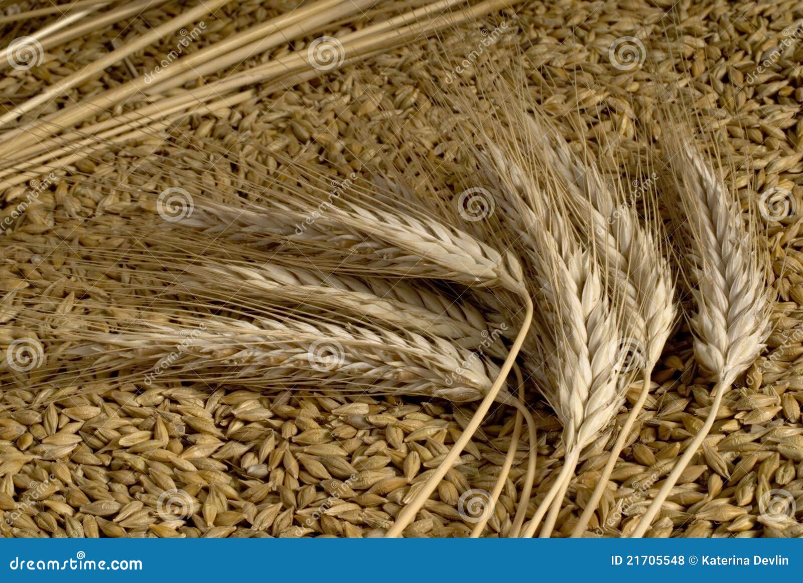 Korn arkivfoto. Bild av pigg, korn, malt, mogen, jordbruk - 21705548