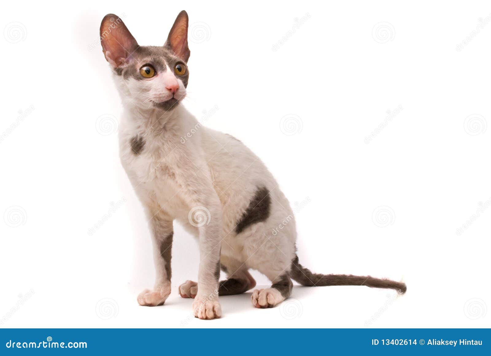 Kornische rex Katze stockfoto. Bild von inländisch, katze - 13402614