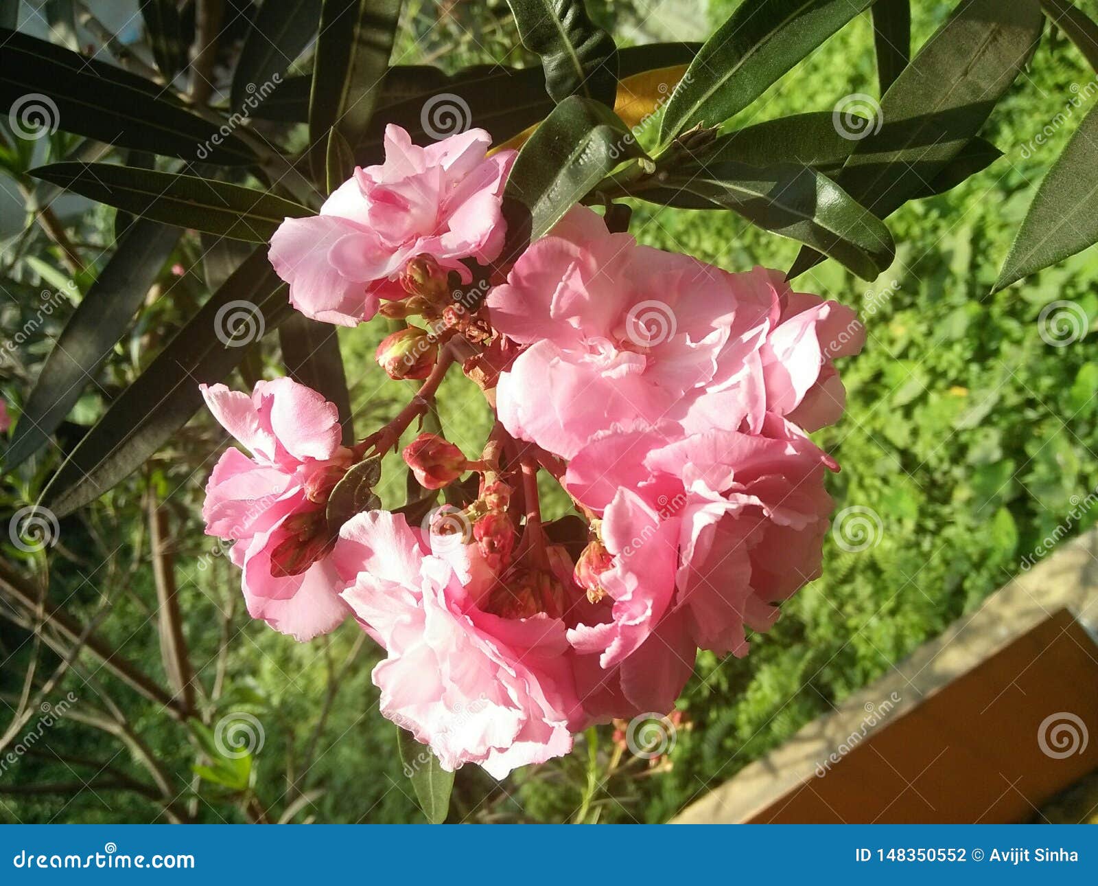 Korobi Photos - Free & Royalty-Free Stock Photos from Dreamstime