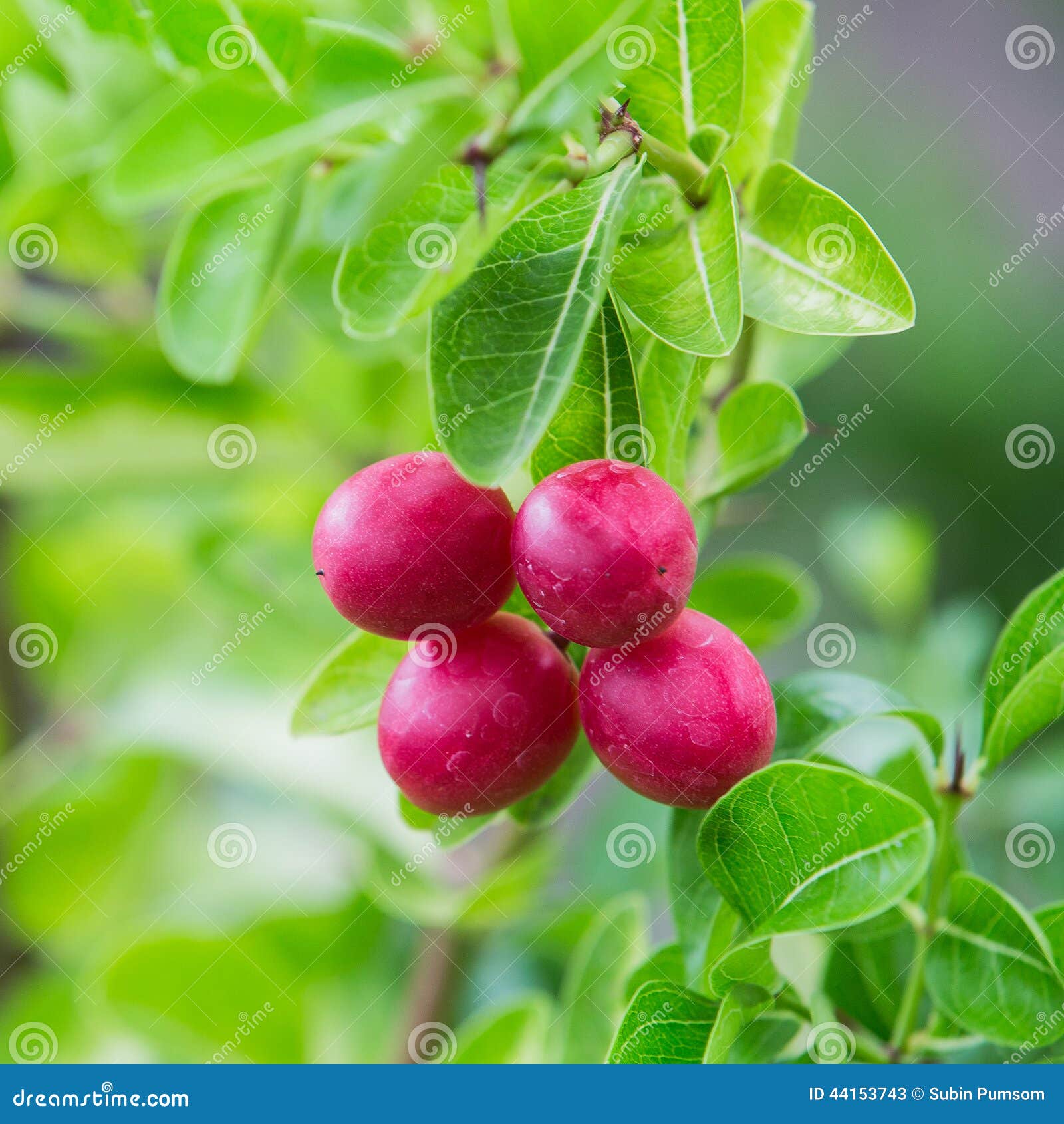 Koromcha or Carandas stock image. Image of karanda, branch - 44153743
