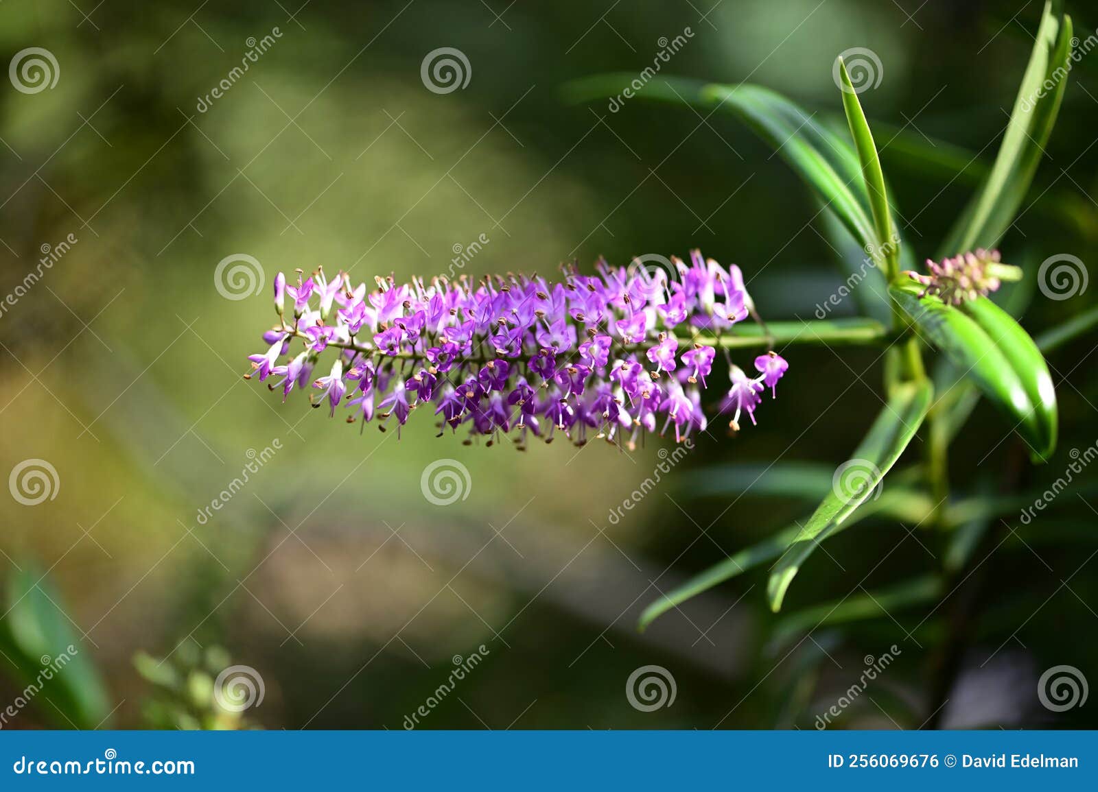 Koromiko the Hebe Salifcifolia 1 Stock Photo - Image of drought, local ...