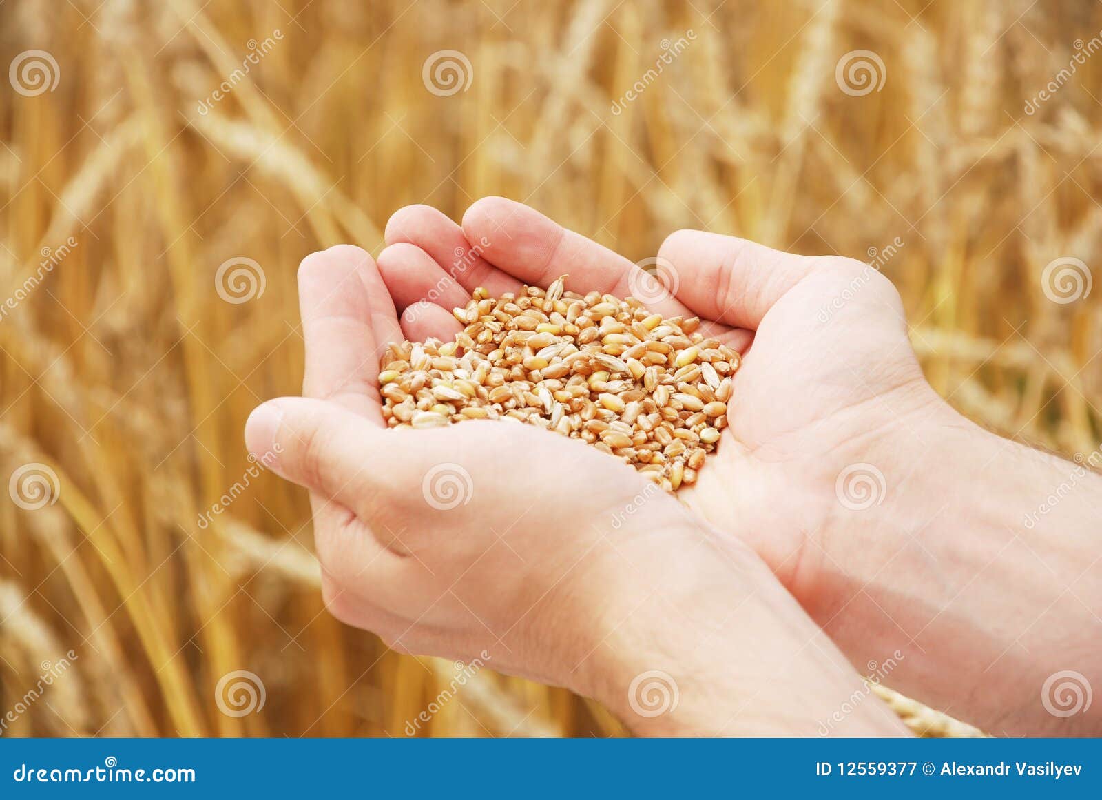 Korrel Van De Tarwe in Handen Van De Persoon Stock Afbeelding - Image ...