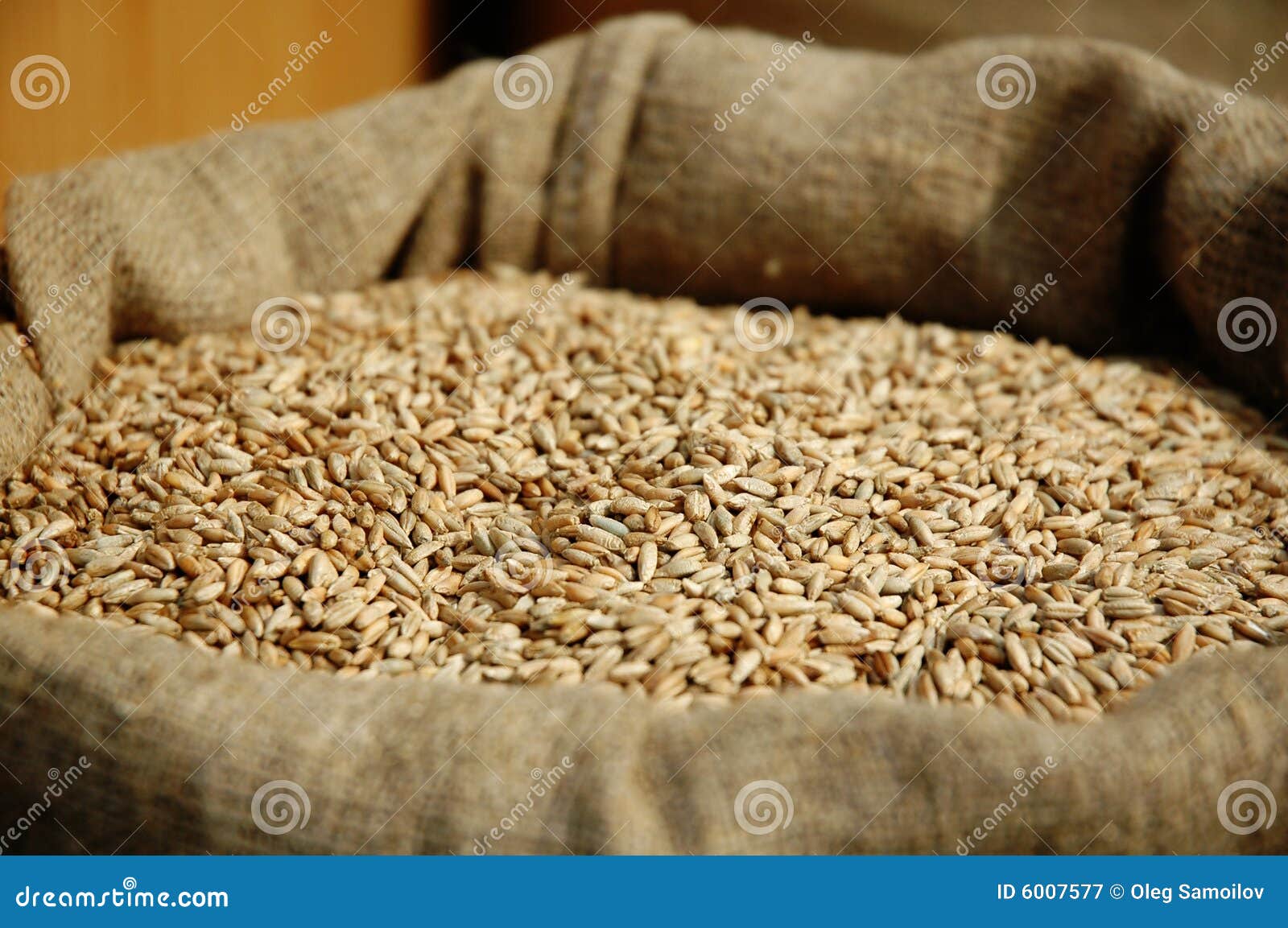 Korrel Van Tarwe in Het Ontslaan Stock Afbeelding - Image of open, nave ...