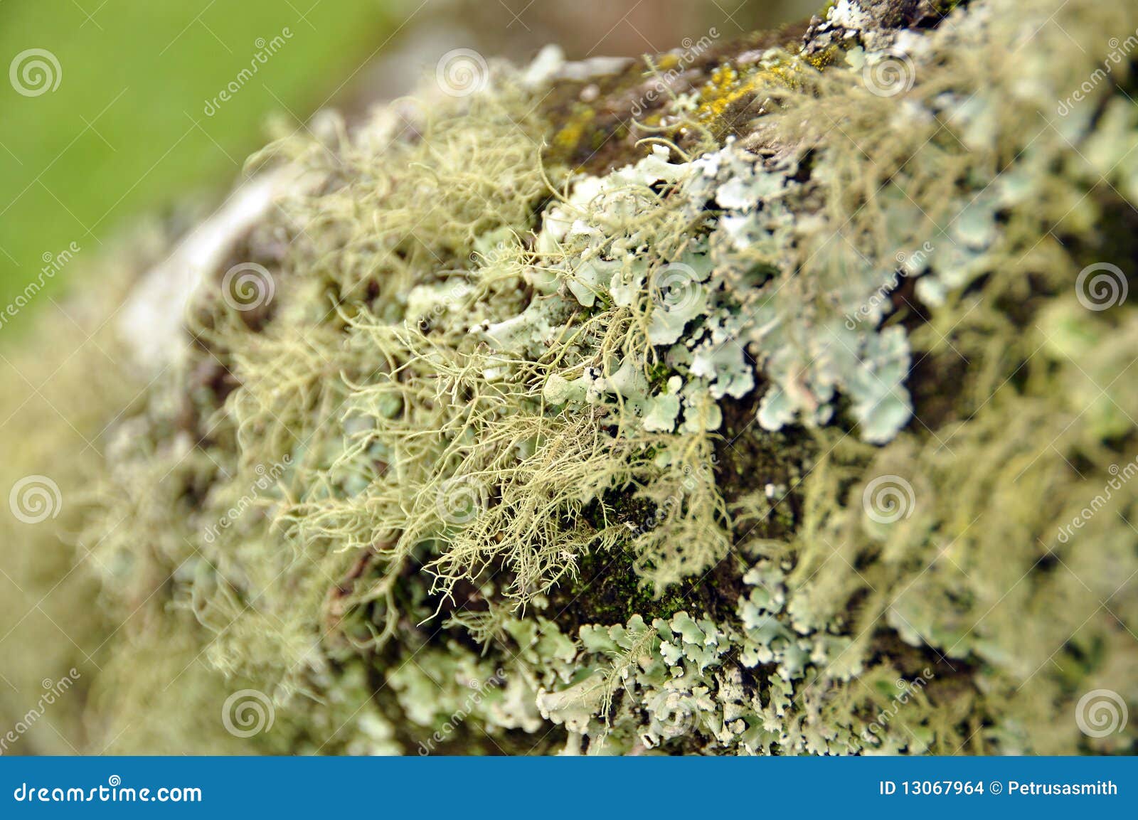 Korstmos behandelde boom stock foto. Image of behandeld - 13067964