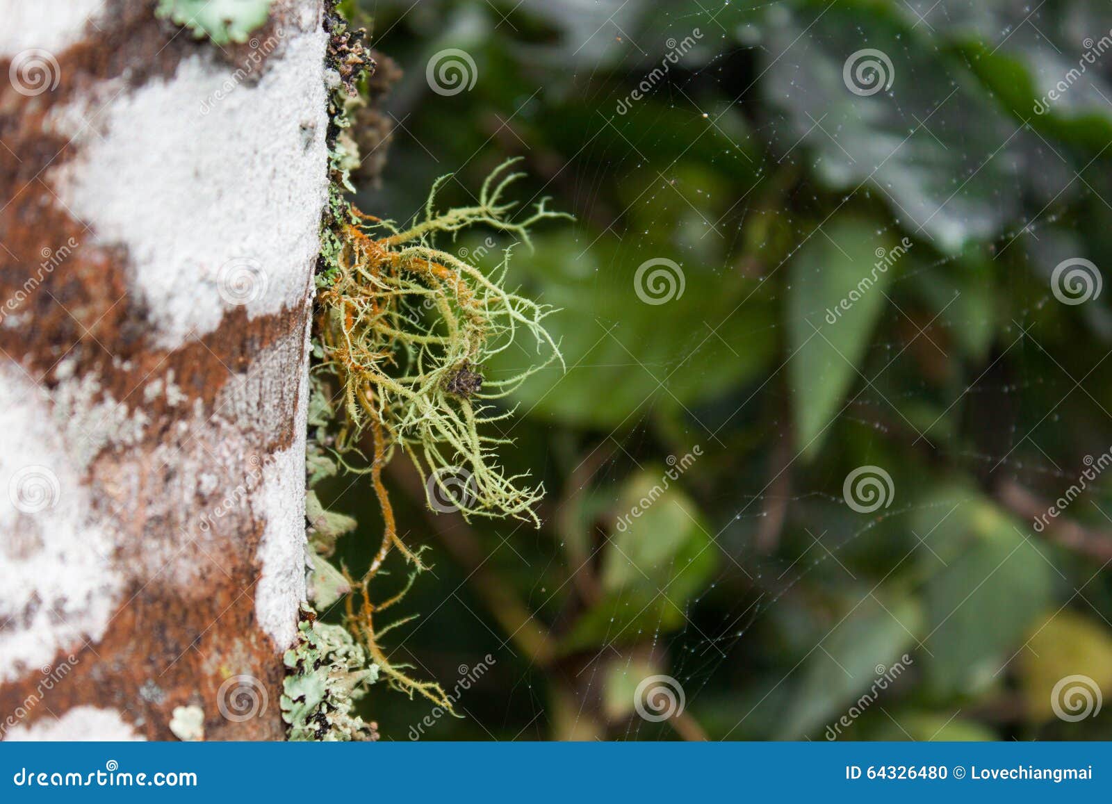 Korstmos Bij Hoge Berg in Noordelijk Van Thailand Stock Foto - Image of ...