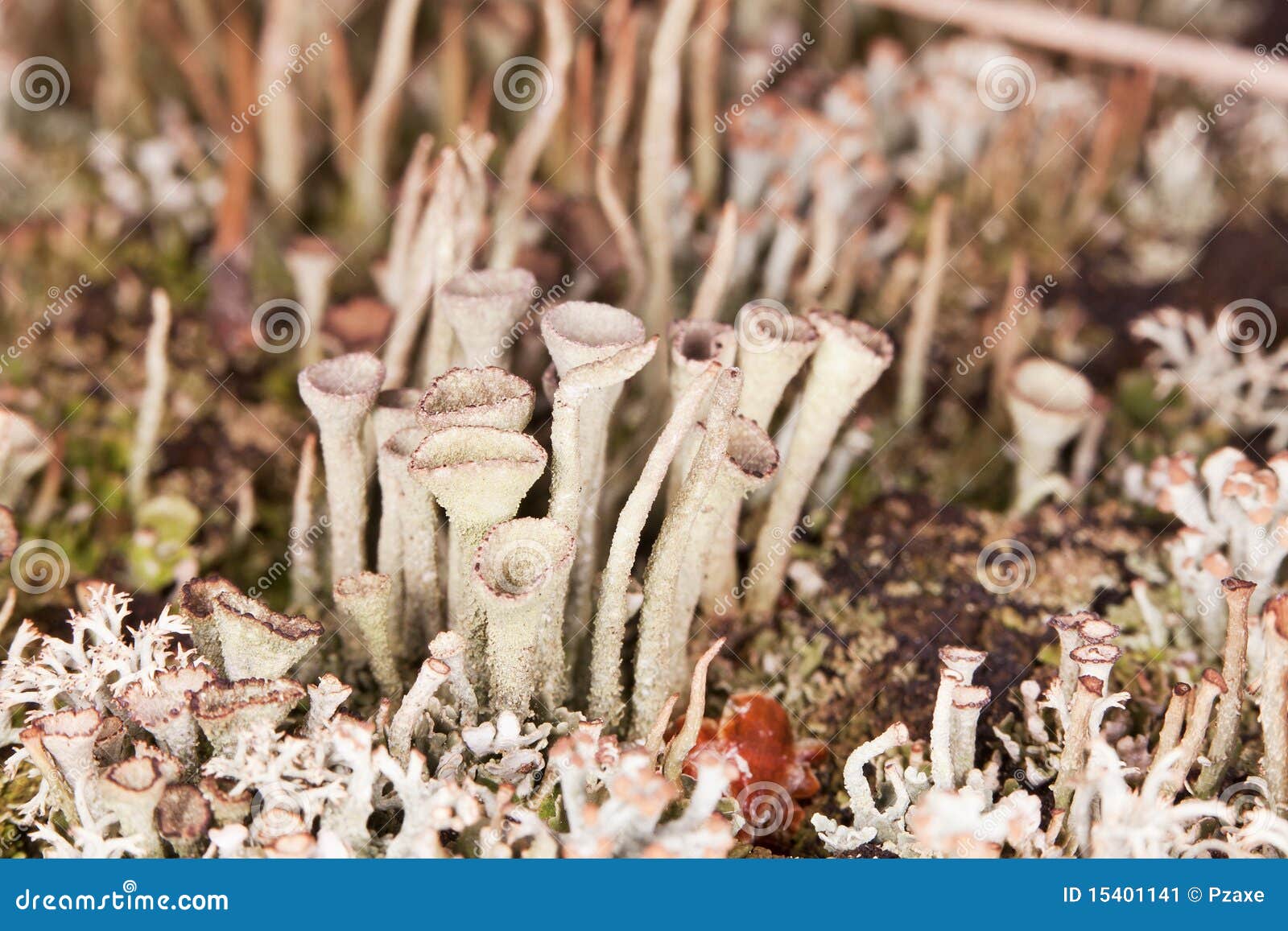 Korstmos - Close-up Cladonia Stock Afbeelding - Image of verscheidene ...