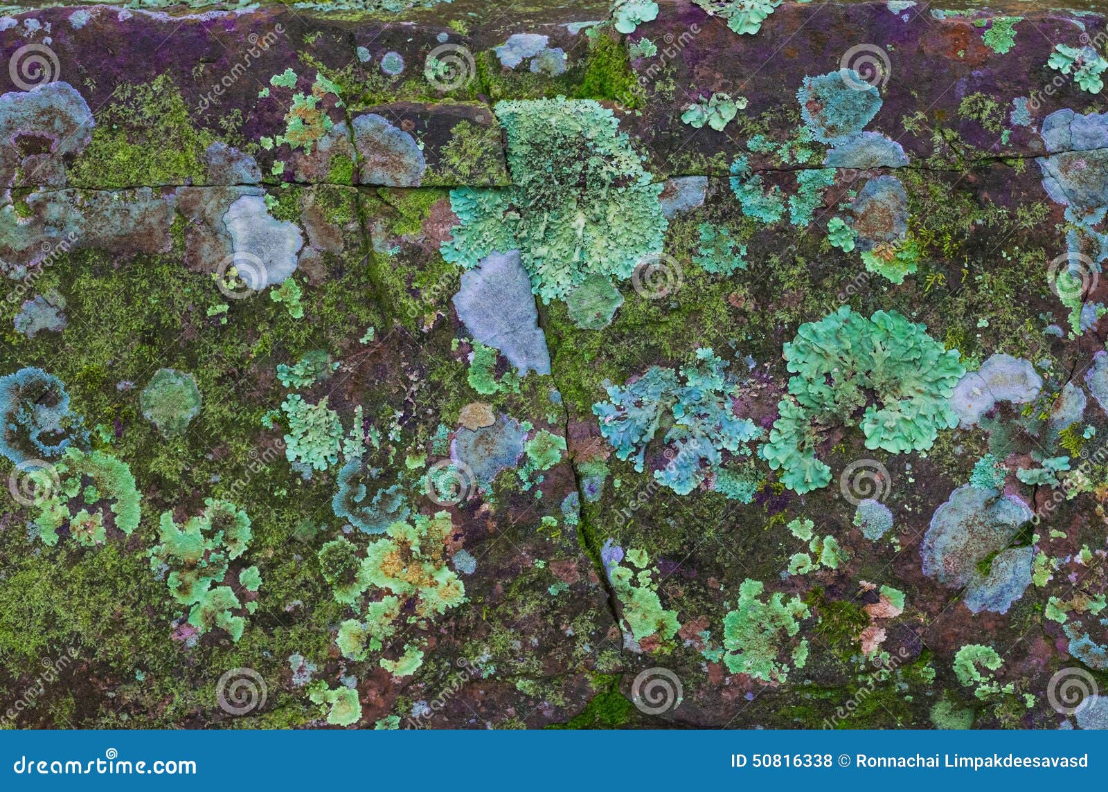 Korstmos En Mos-behandelde Steen Stock Foto - Image of kleur ...