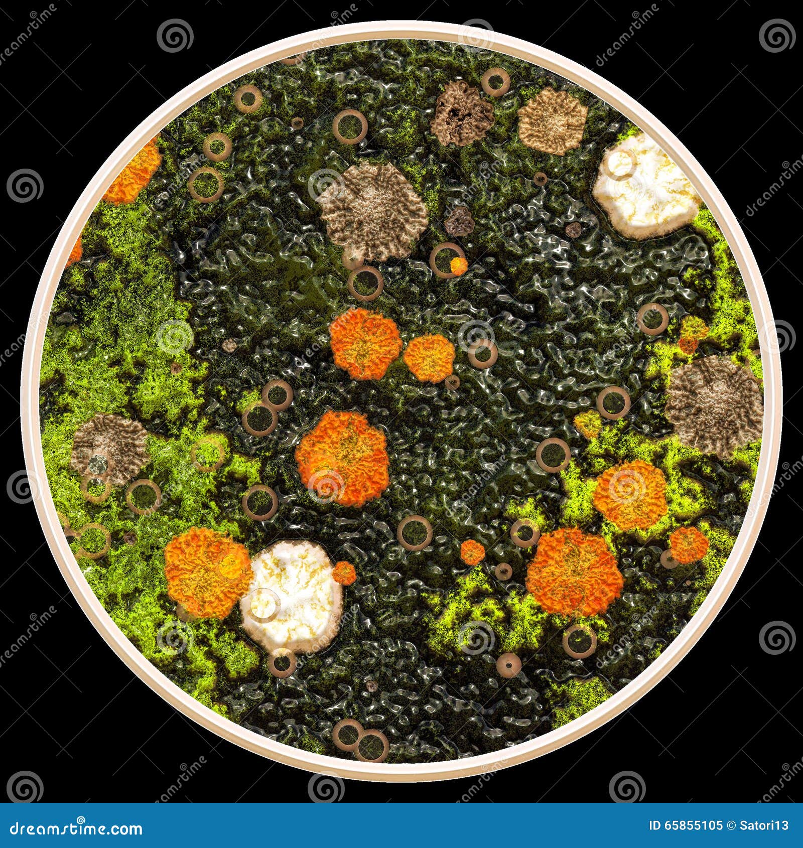 Korstmos En Paddestoelen Onder Microscoop Stock Afbeelding - Image of ...