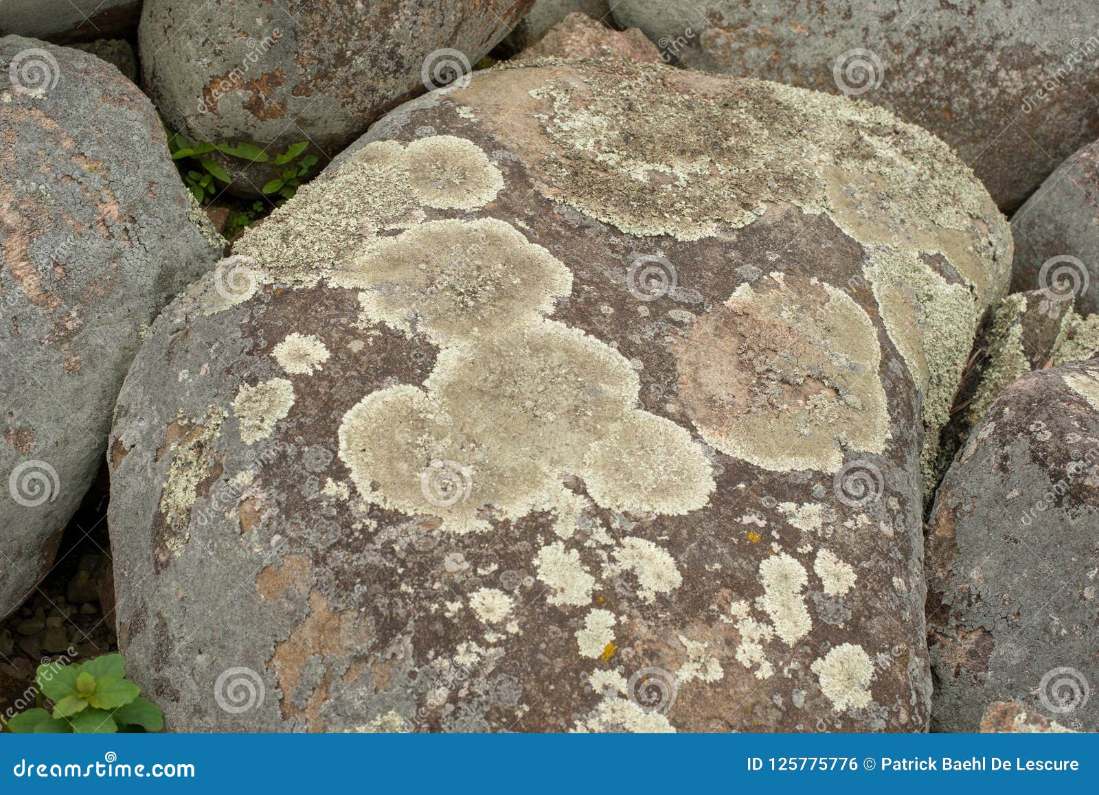 Korstmos Het Groeien Op Rotsen Langs De Meerkust Stock Foto - Image of ...