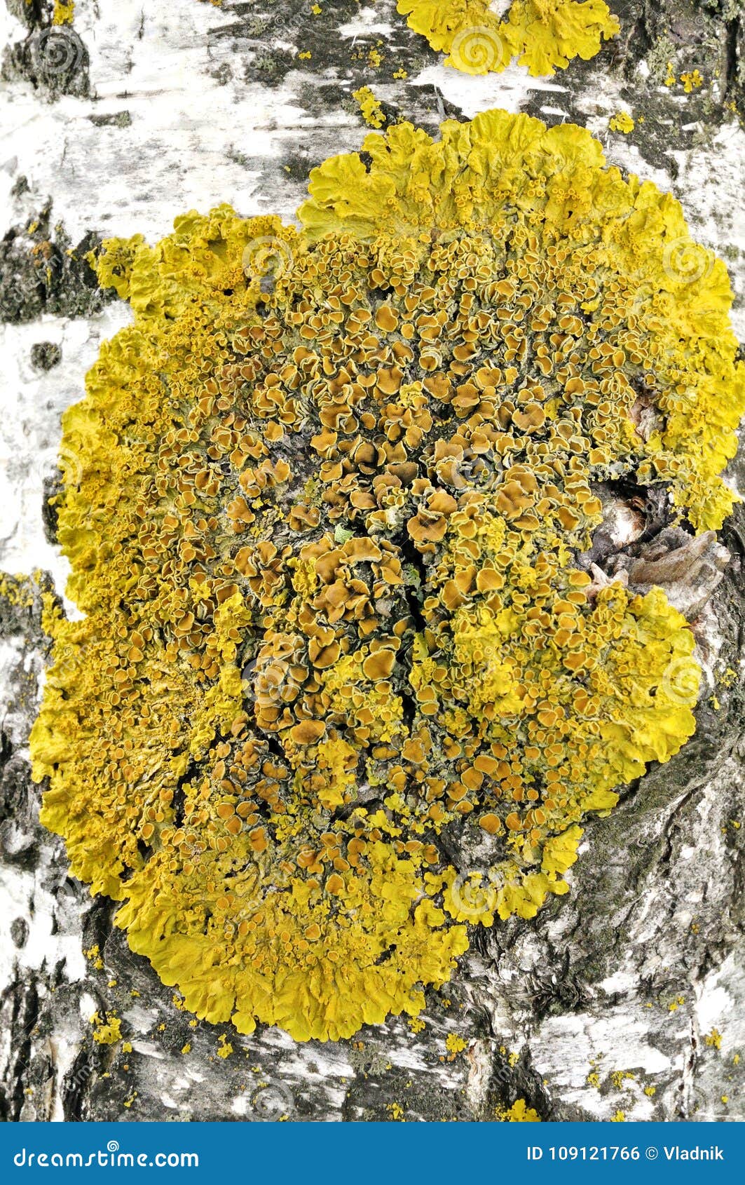 Korstmos op berkboomstam stock foto. Image of hout, bescherm - 109121766