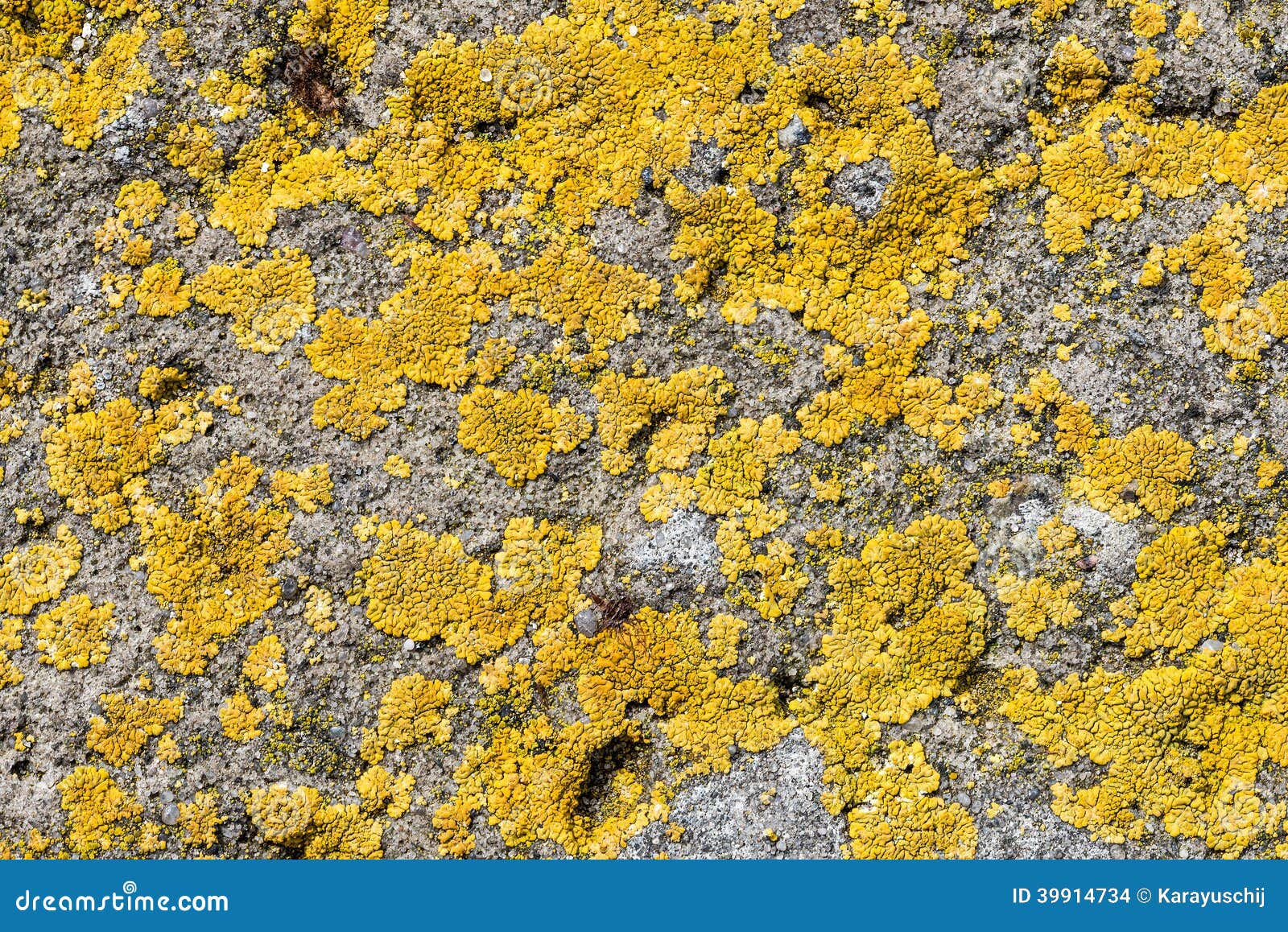 Korstmos op Beton stock foto. Image of paddestoel, nave - 39914734