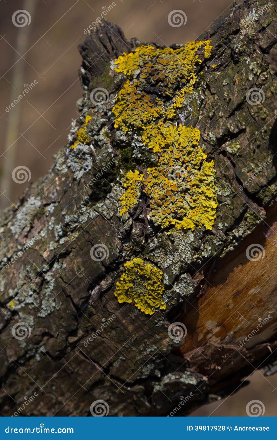 Korstmos op boom stock foto. Image of samenvatting, schors - 39817928