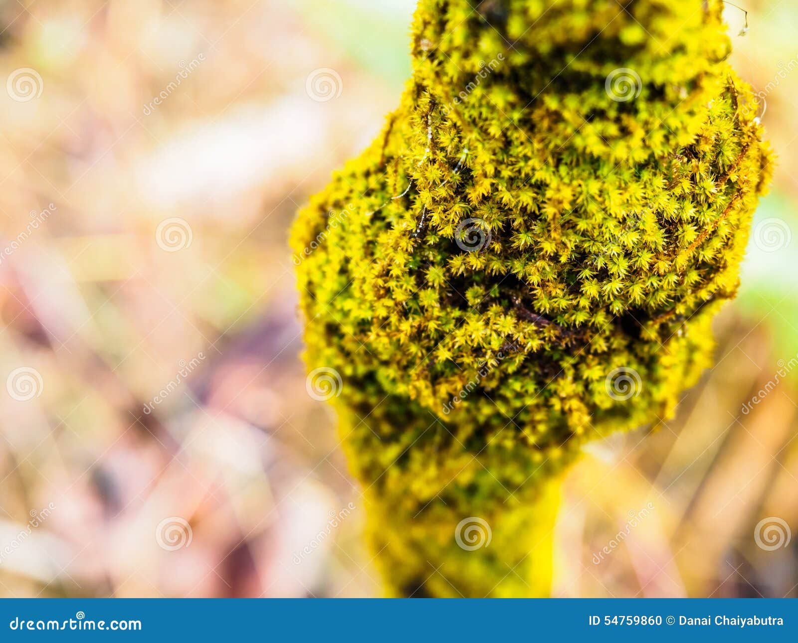 Korstmos Op Boom in Tropisch Regenwoud Stock Foto - Image of ...