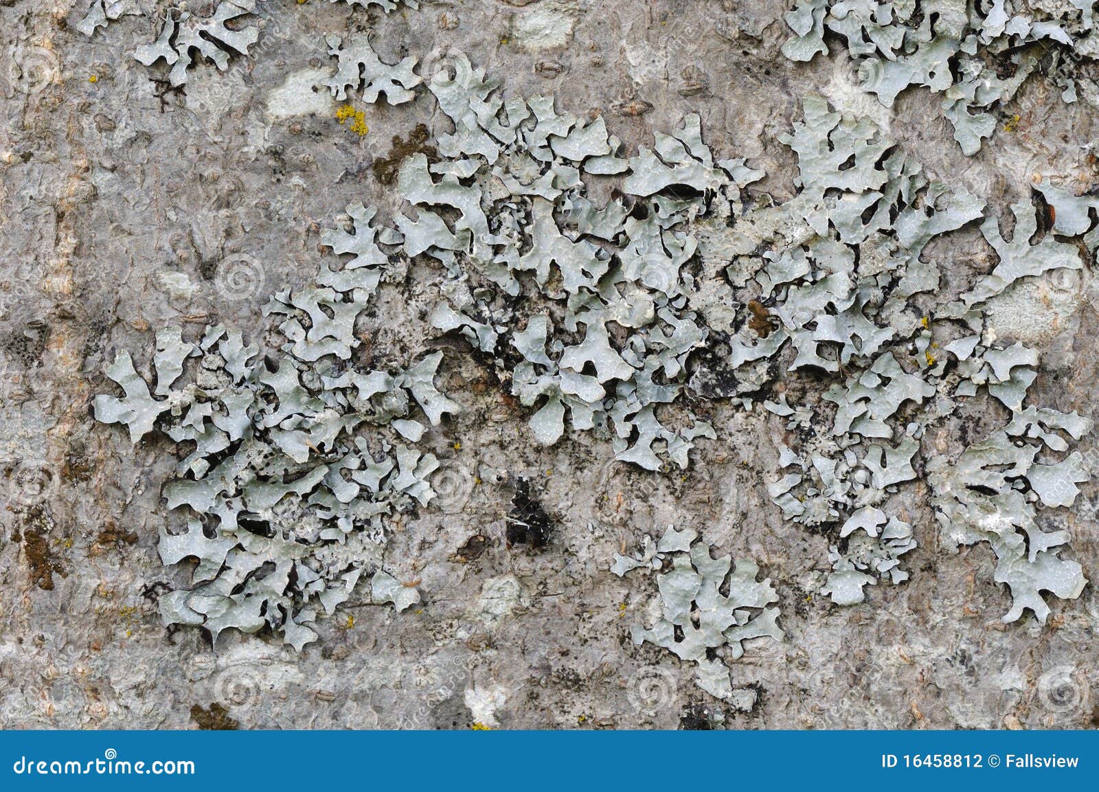 Korstmos op boomschors stock foto. Image of oppervlakte - 16458812