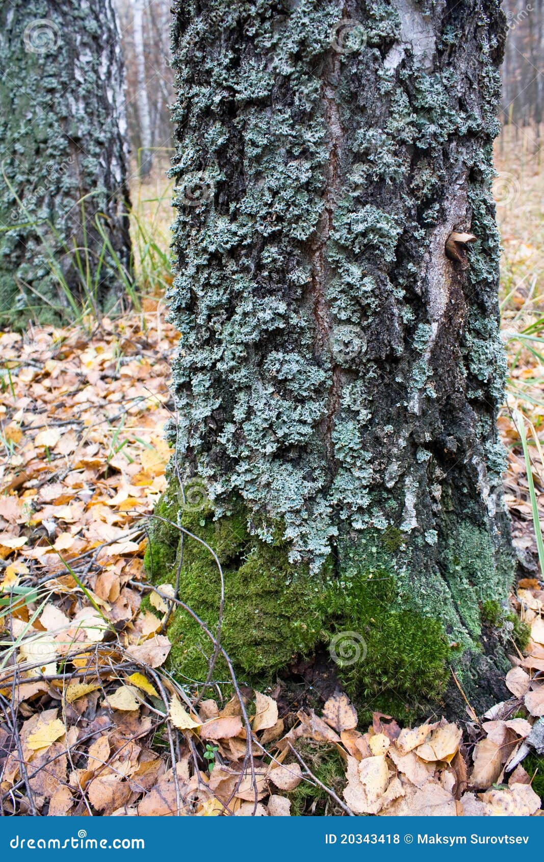 Korstmos op de boomstam stock foto. Image of nave, vorm - 20343418