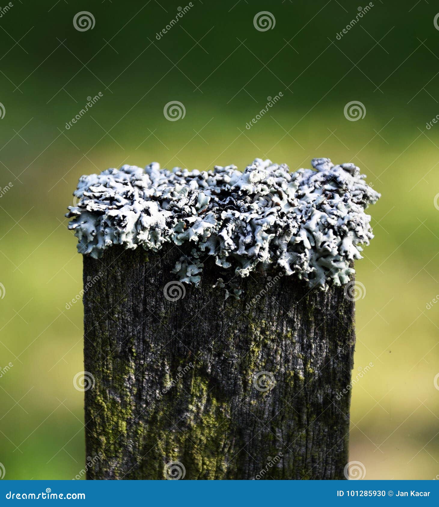 Korstmos Op De Bovenkant Van Houten Omheining Stock Foto - Image of ...