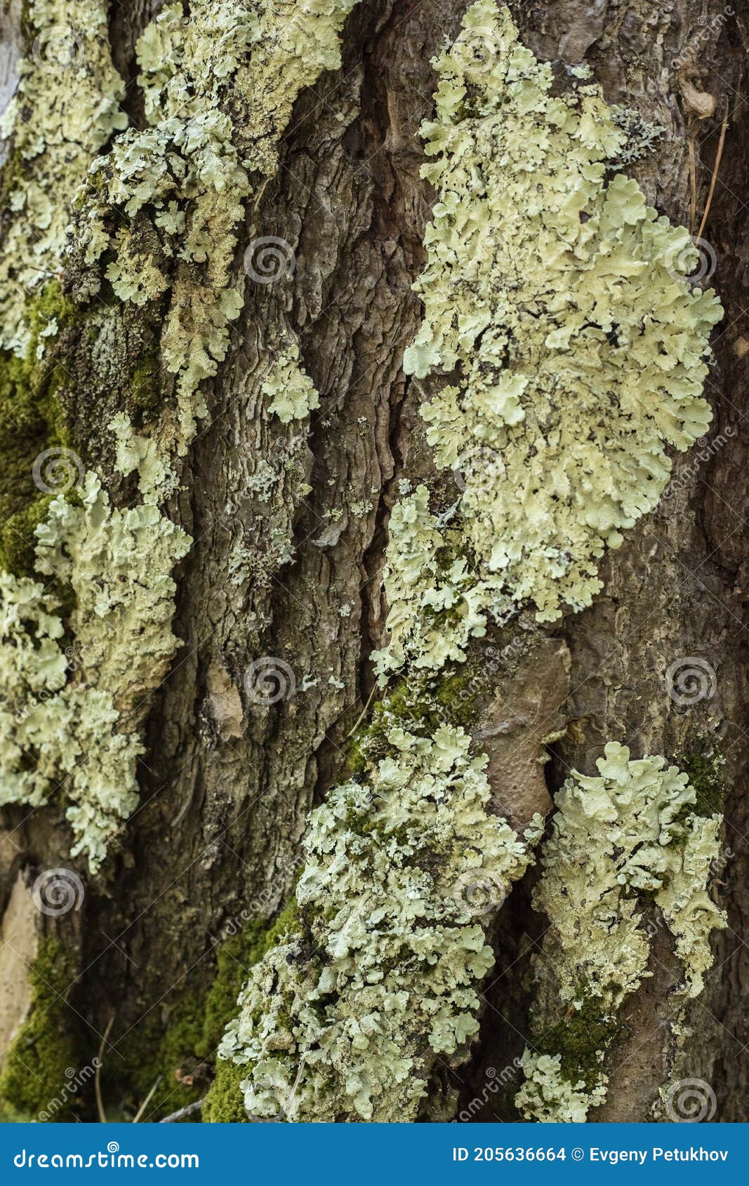 Korstmos Op De Schors Van Een Boom Stock Foto - Image of taylor, vlecht ...