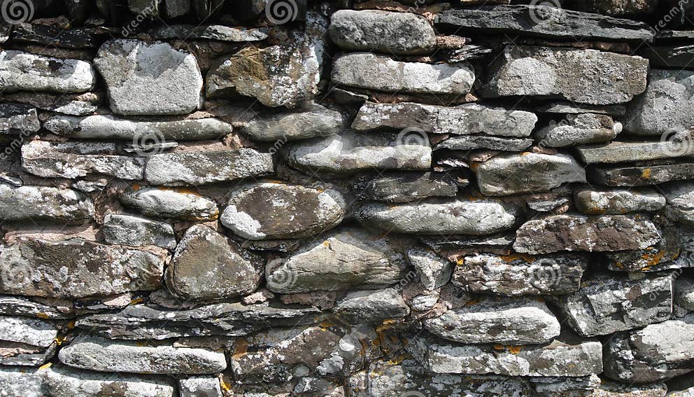 Korstmos op Lei stock afbeelding. Image of doorstaan, grijs - 2544013