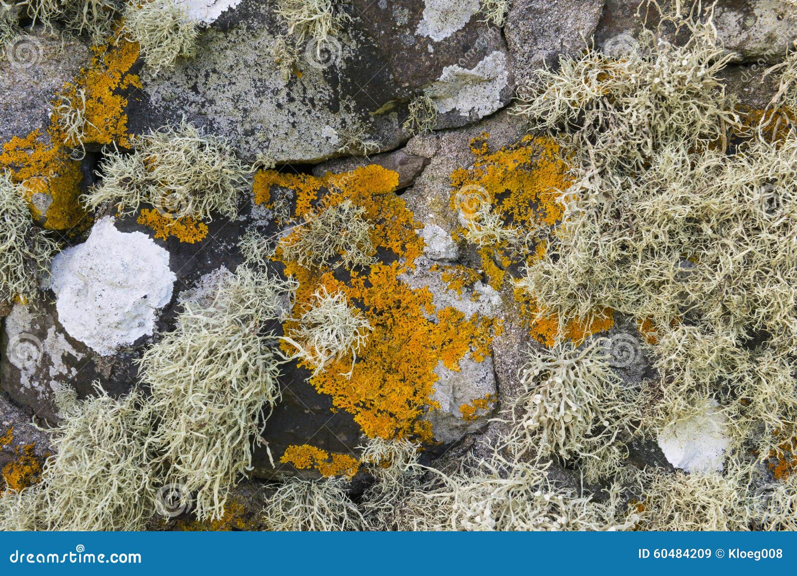 Korstmos op Muur stock afbeelding. Image of installatie - 60484209