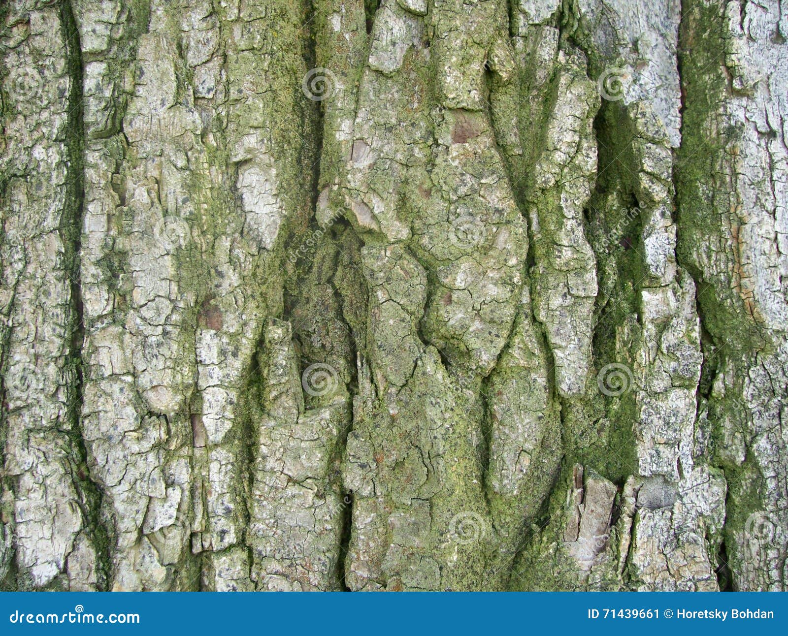 Korstmos op wilgenschors stock afbeelding. Image of berk - 71439661