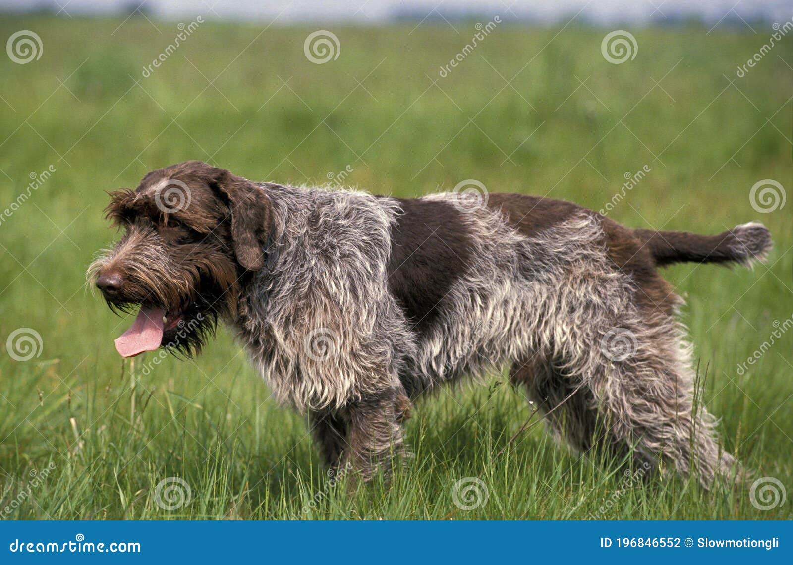 Korthal Dog or Wire-Haired Griffon Dog Hunting Stock Photo - Image of pets, wirehaired: 196846552